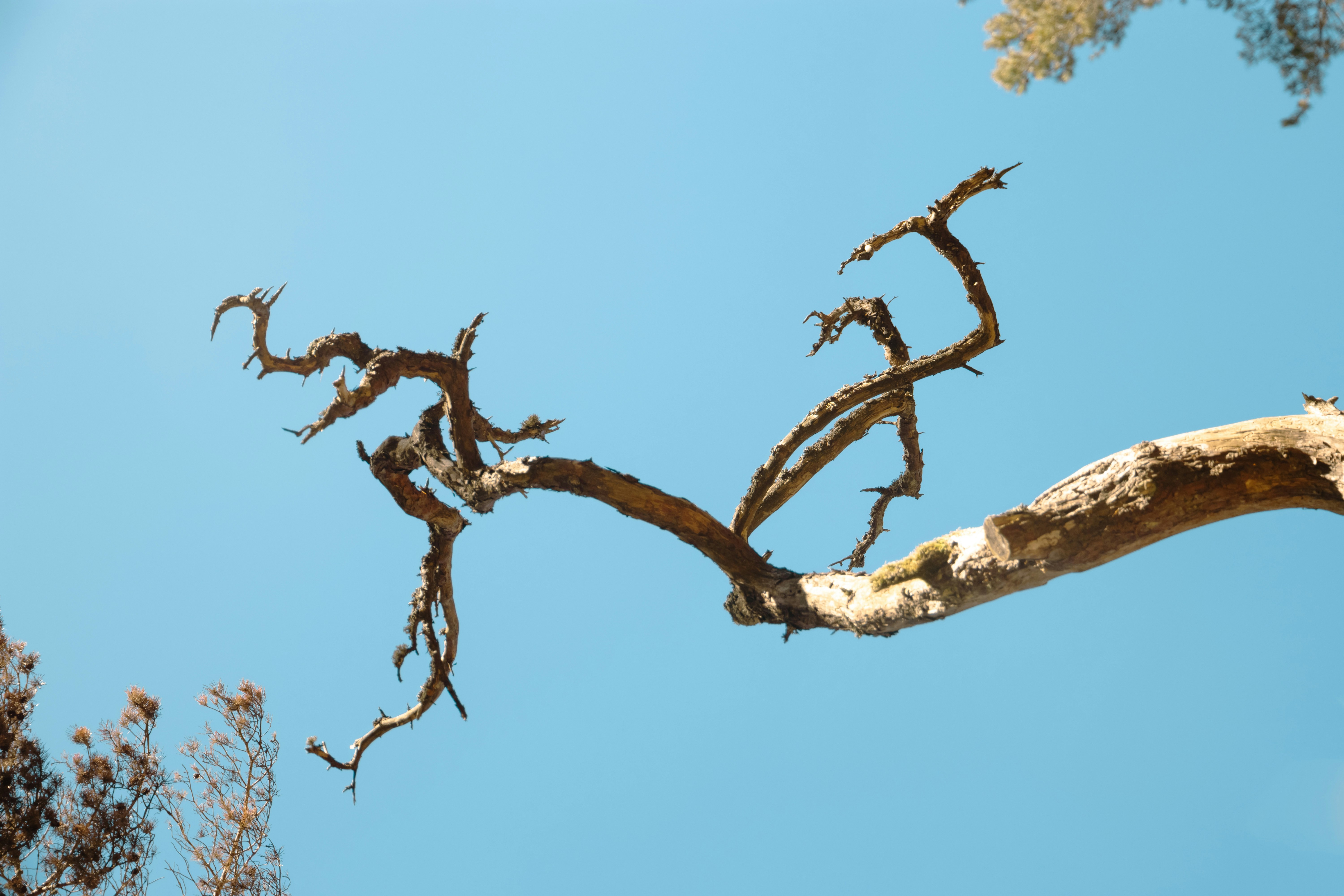 Azure Sky Betrayed by a Gnarled Branch