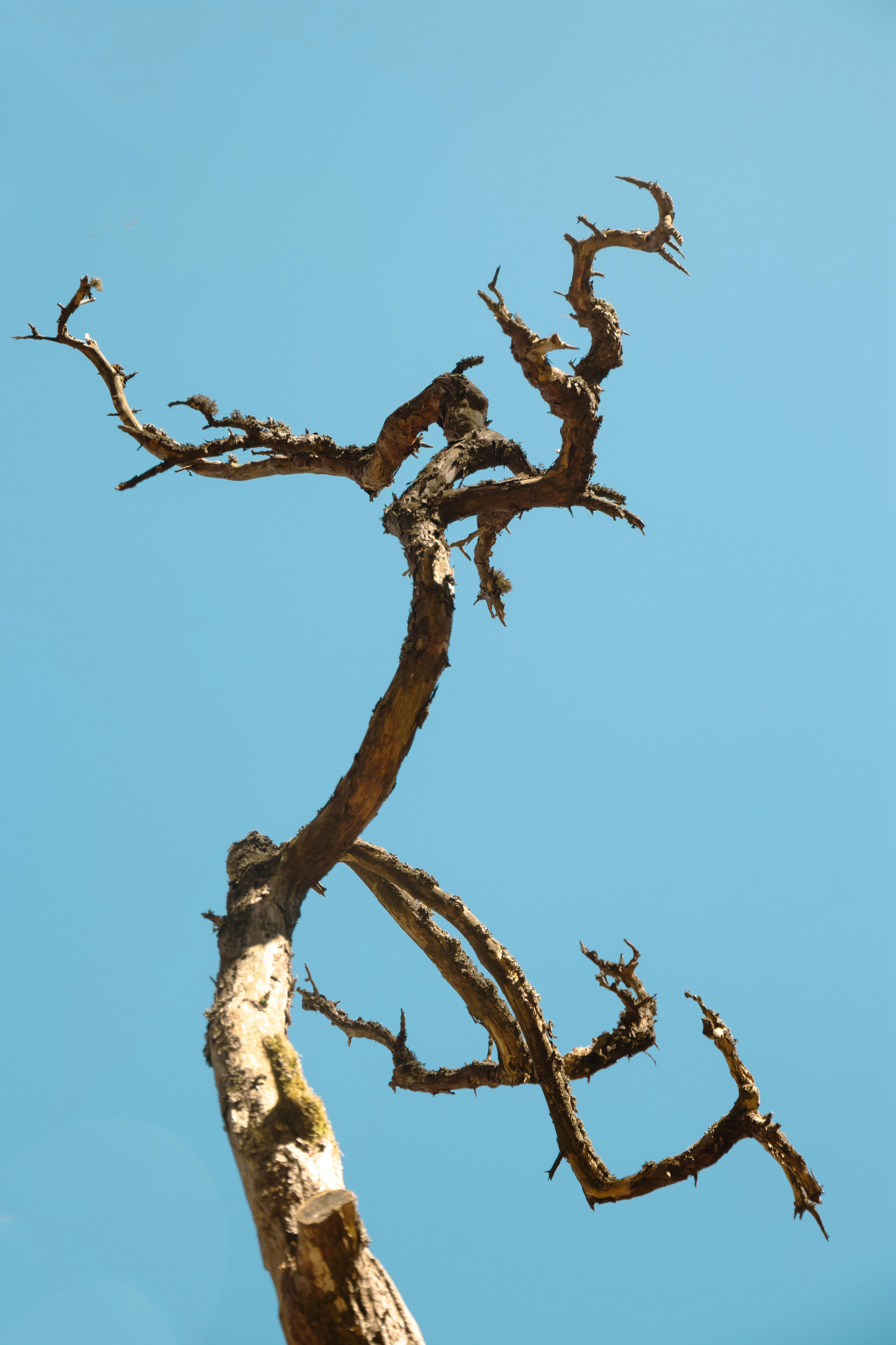 Barren Branches Reaching Toward a Clear Sky