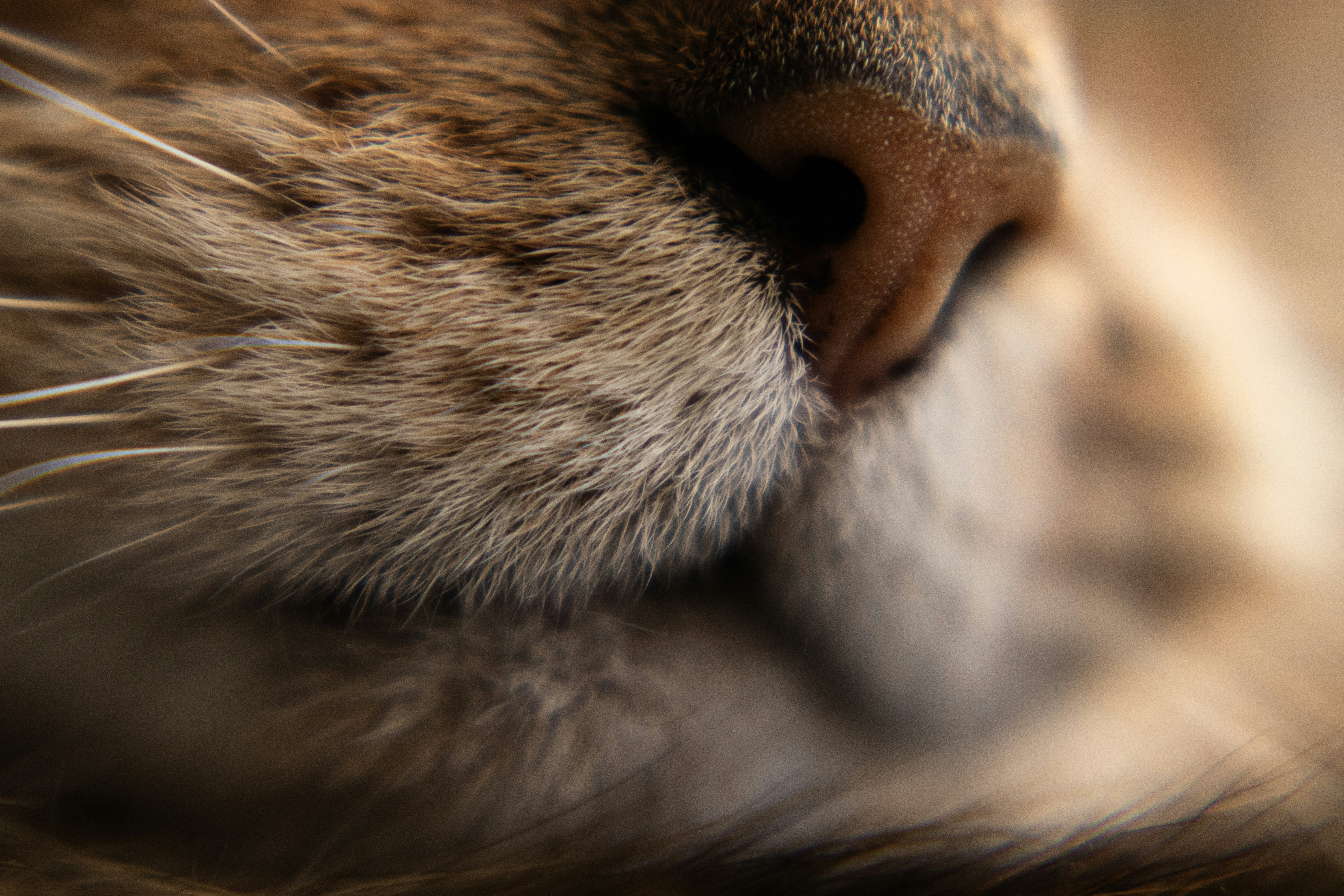 Close-Up Nuzzle: A Cat's Whiskered Muzzle in Soft Focus