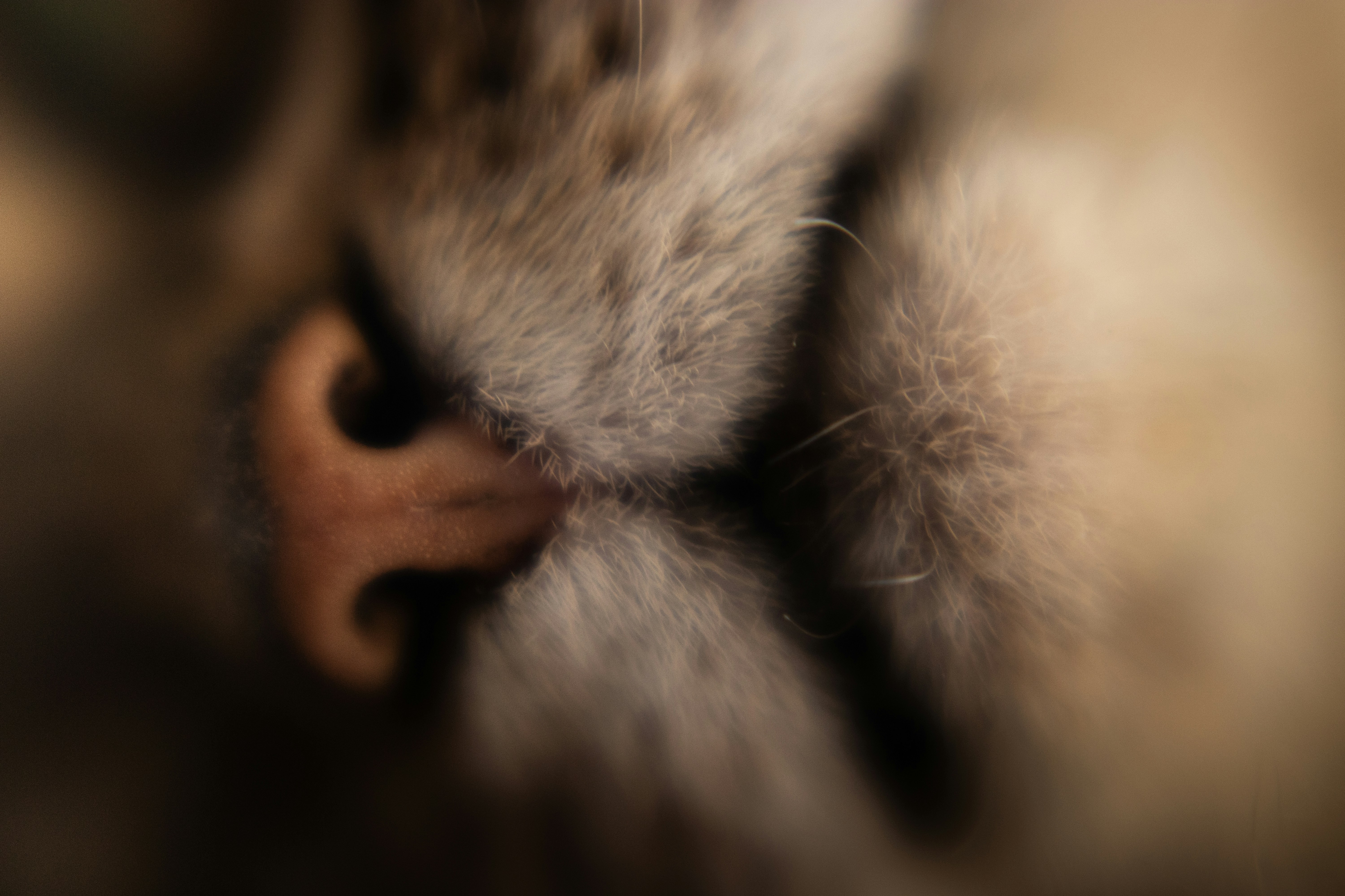 Nose, Fur, and Quiet Whiskers: An Intimate Cat Snout Close-Up