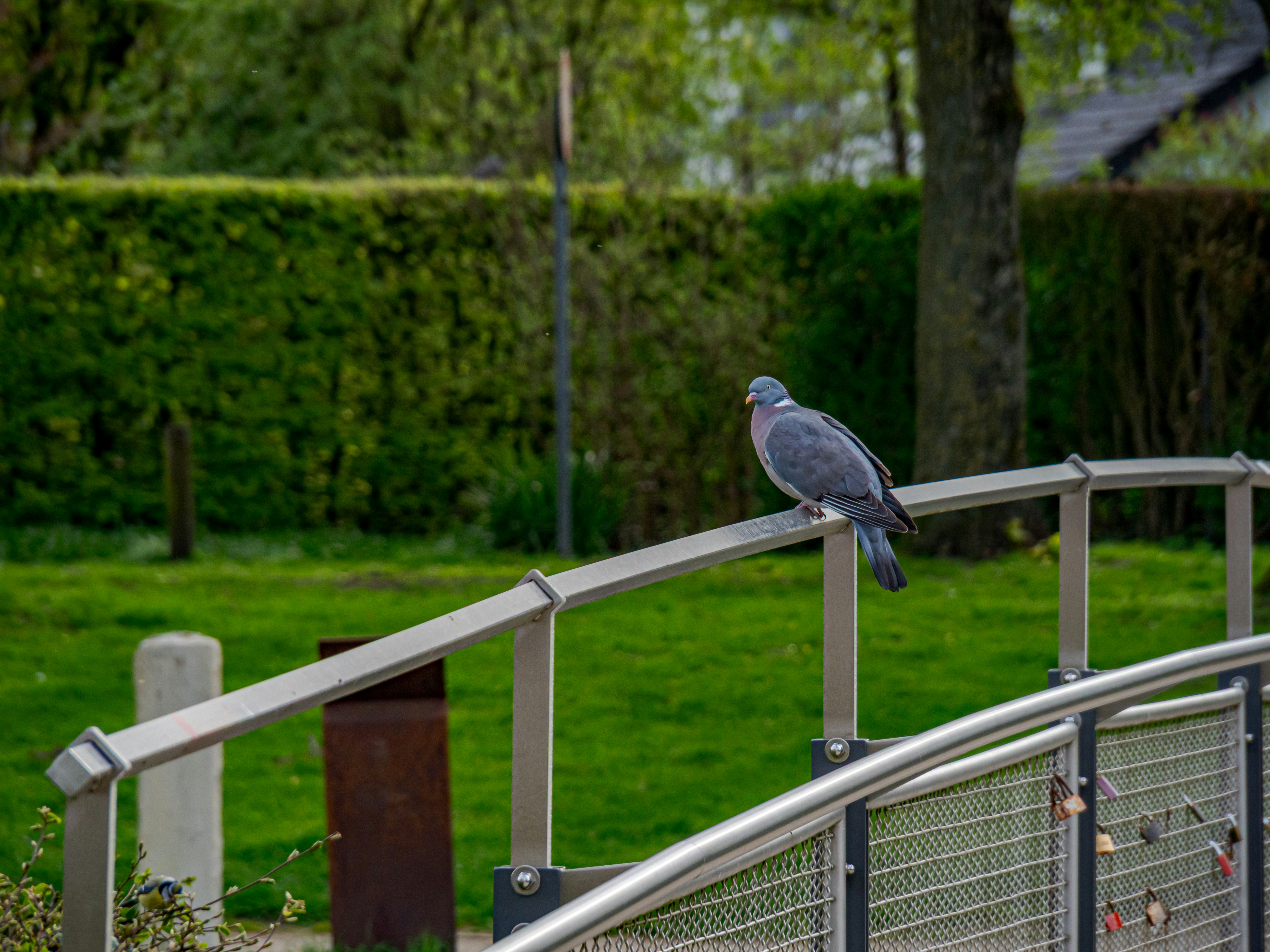 Pigeon Perch: A Quiet Moment on the Park Fence