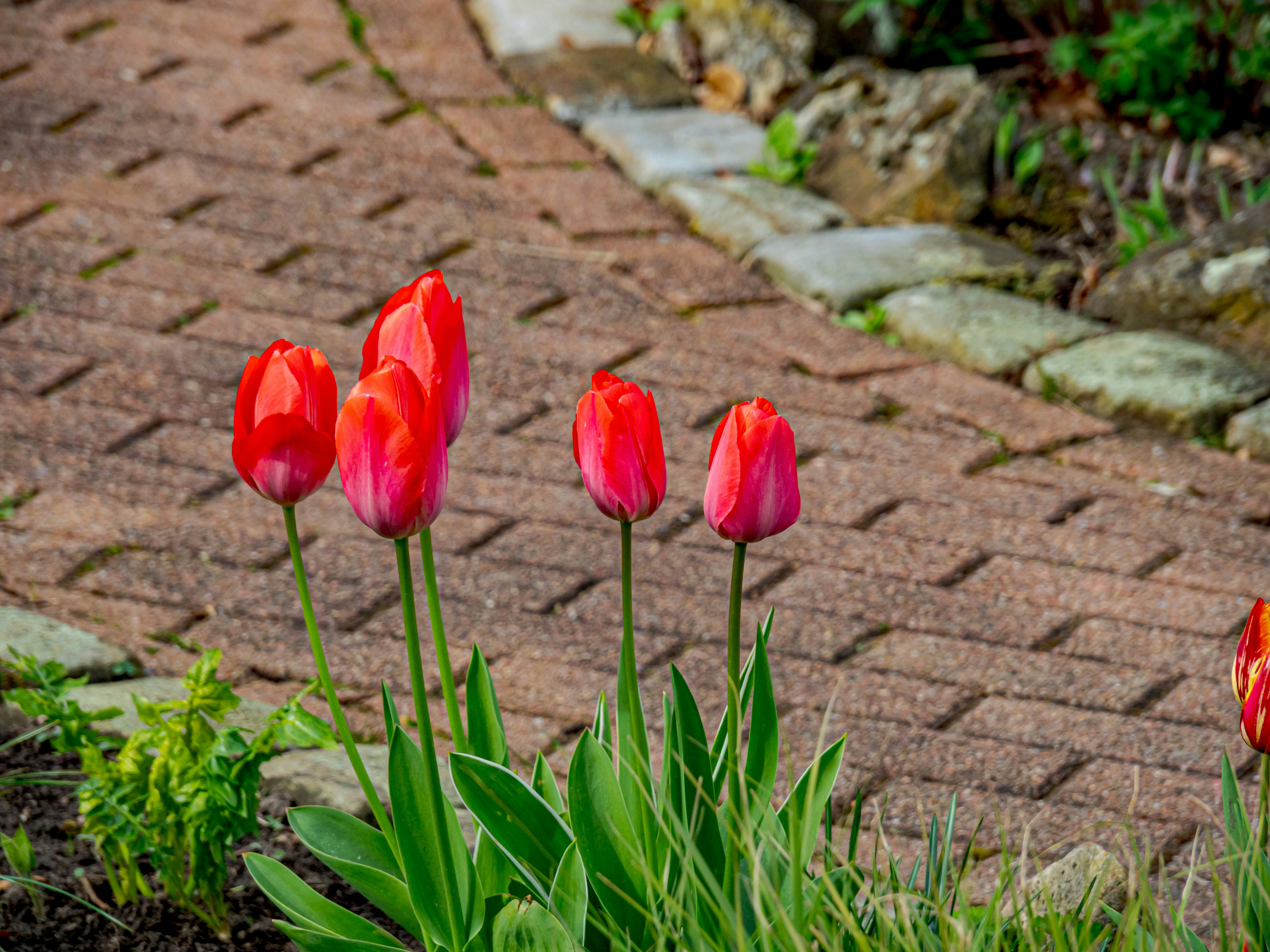 Scarlet Tulips on a Brick Pathway
