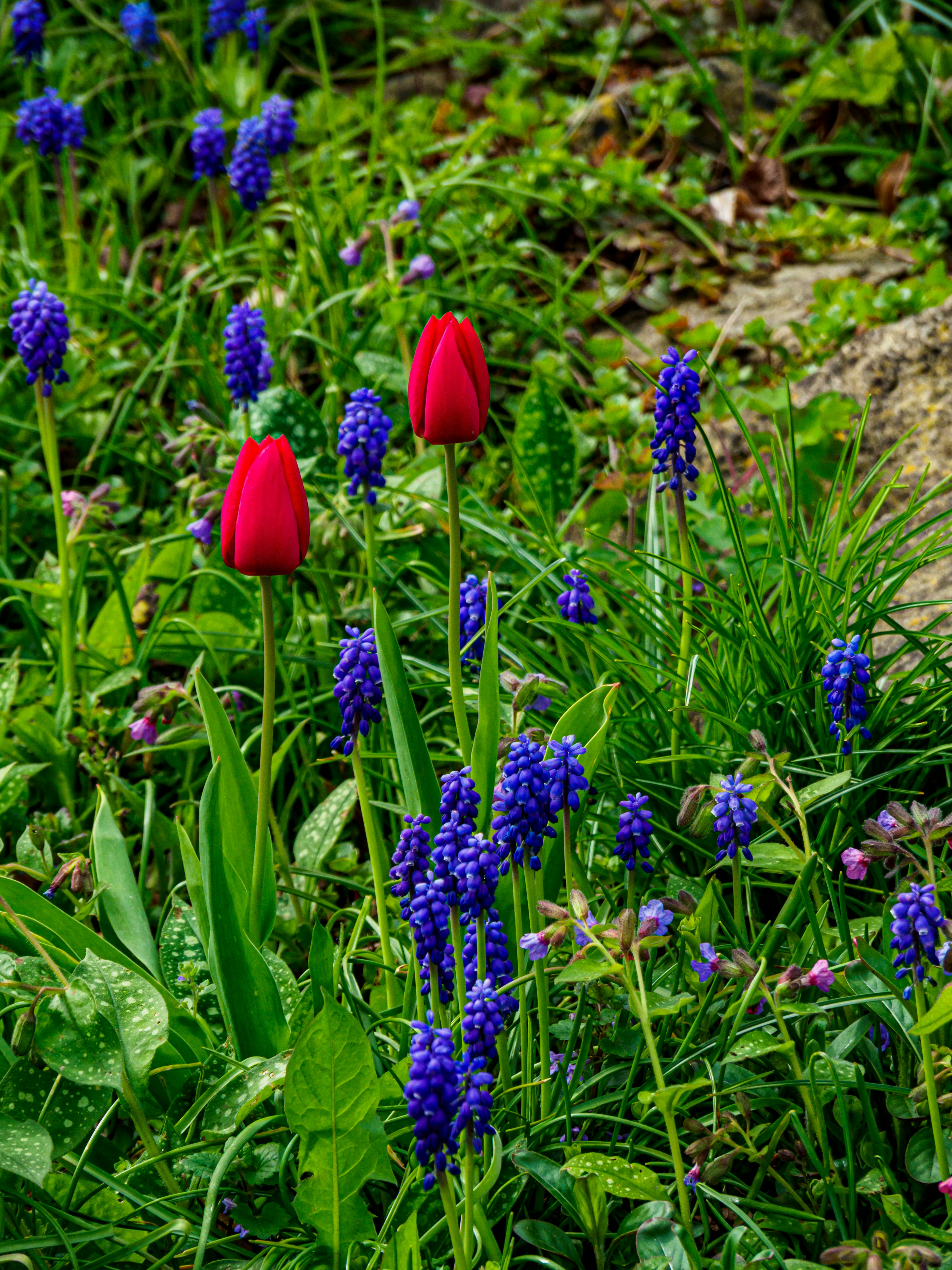 Crimson Tulips among Indigo grape-haze