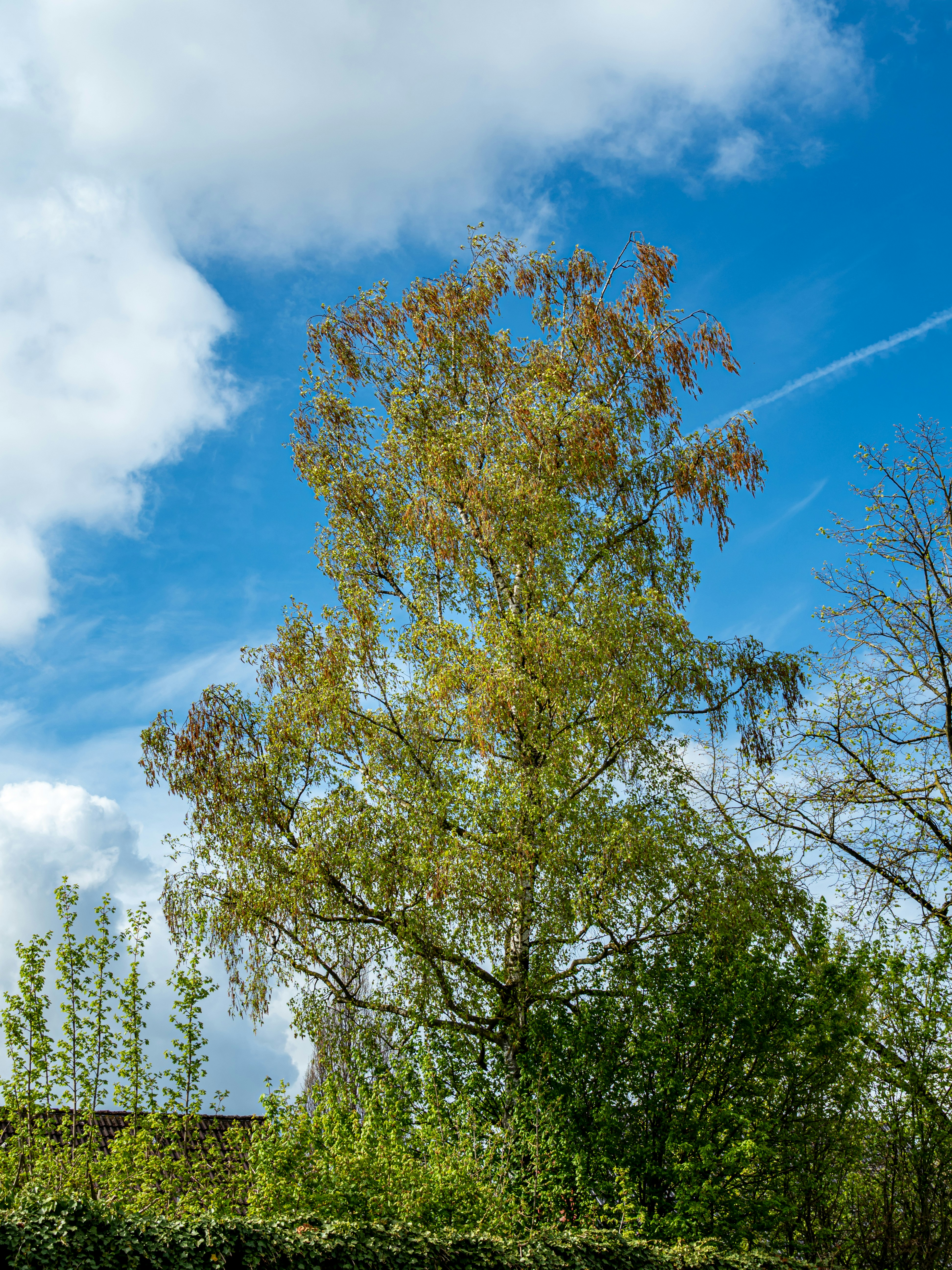 Golden Canopy Under a Bright Sky