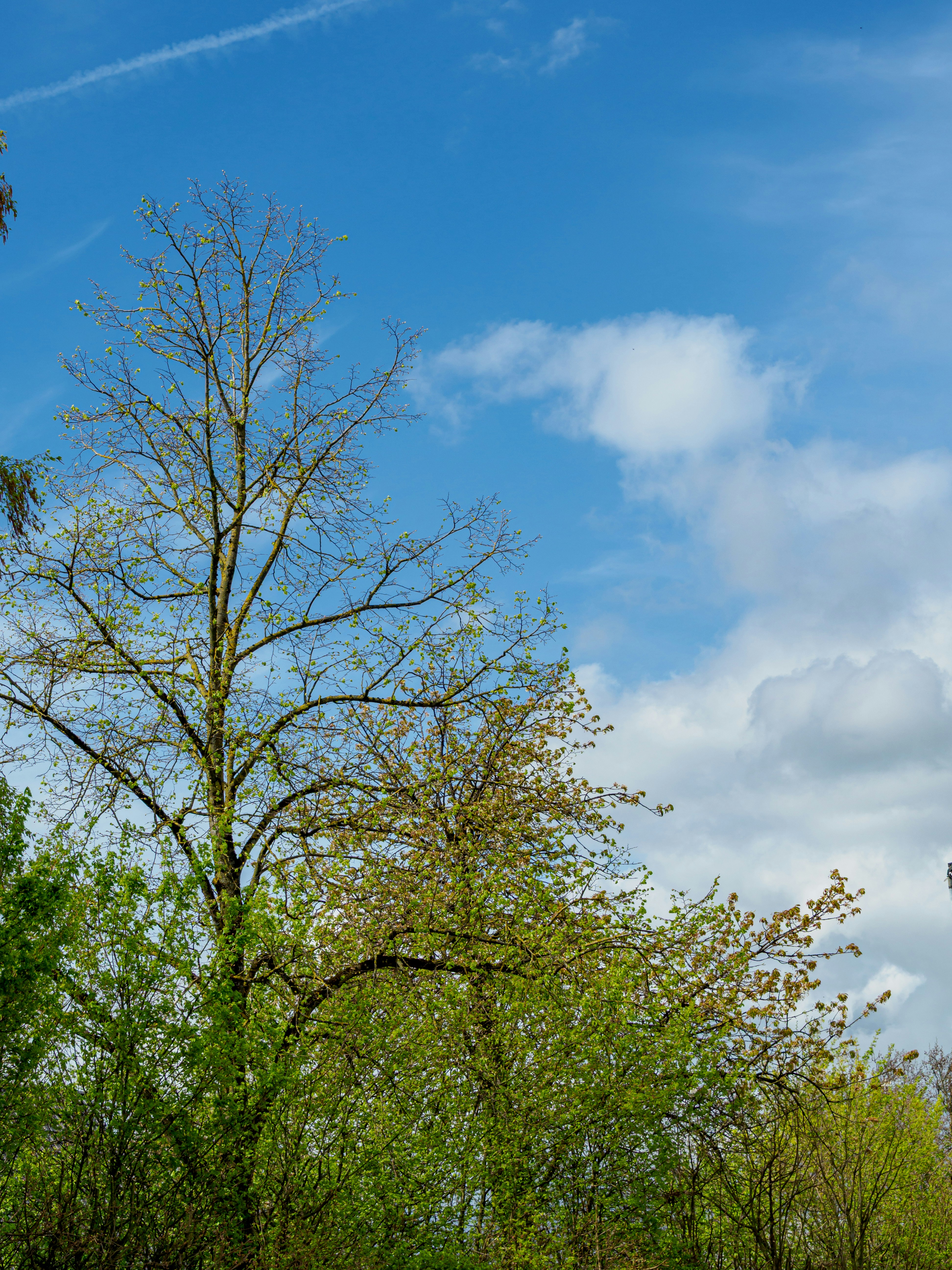 Spring Reach: Bare Branches Against a Bright Sky