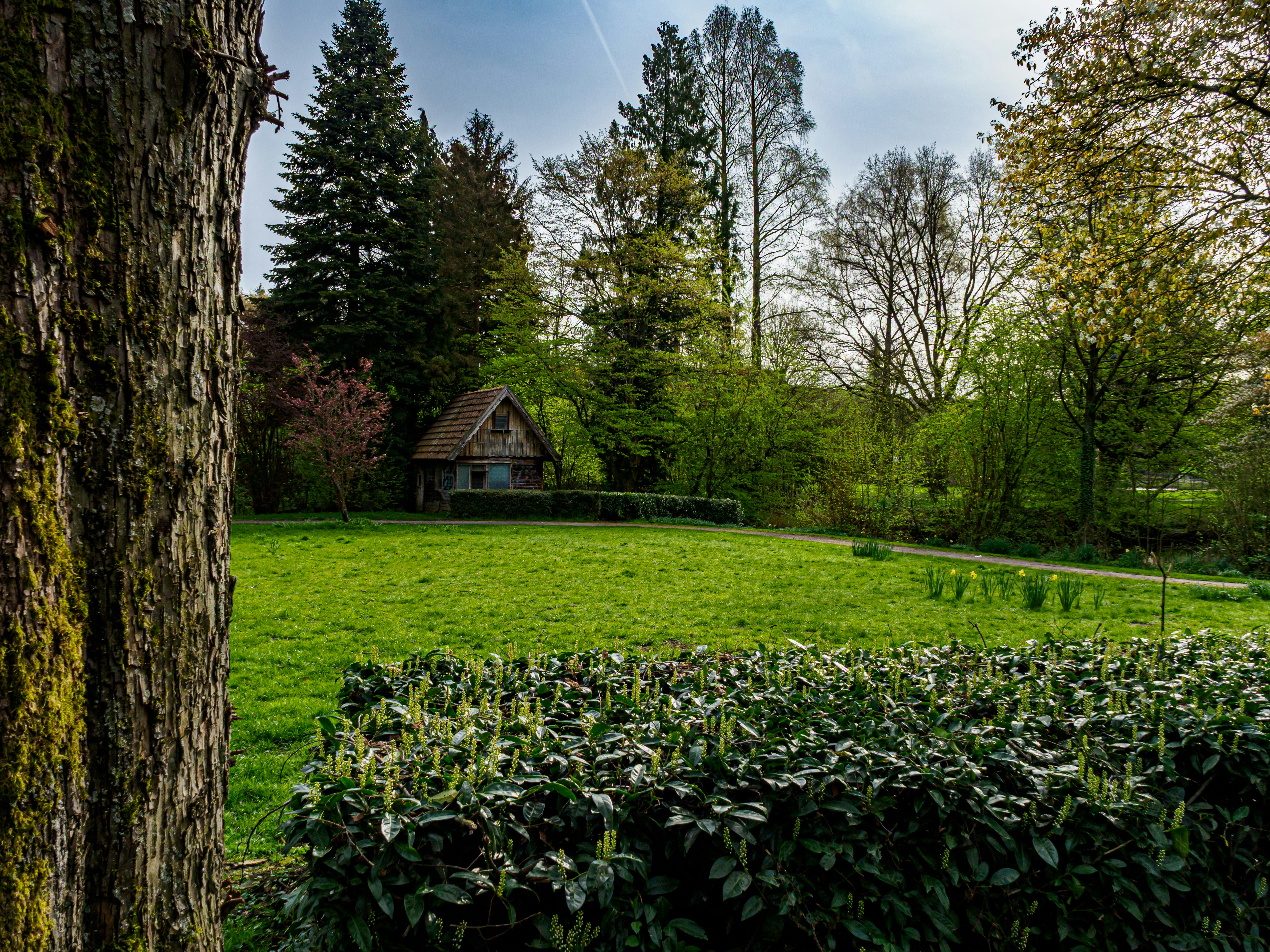 Quiet Cottage Dawn: A Sunlit Meadow Framed by Trees