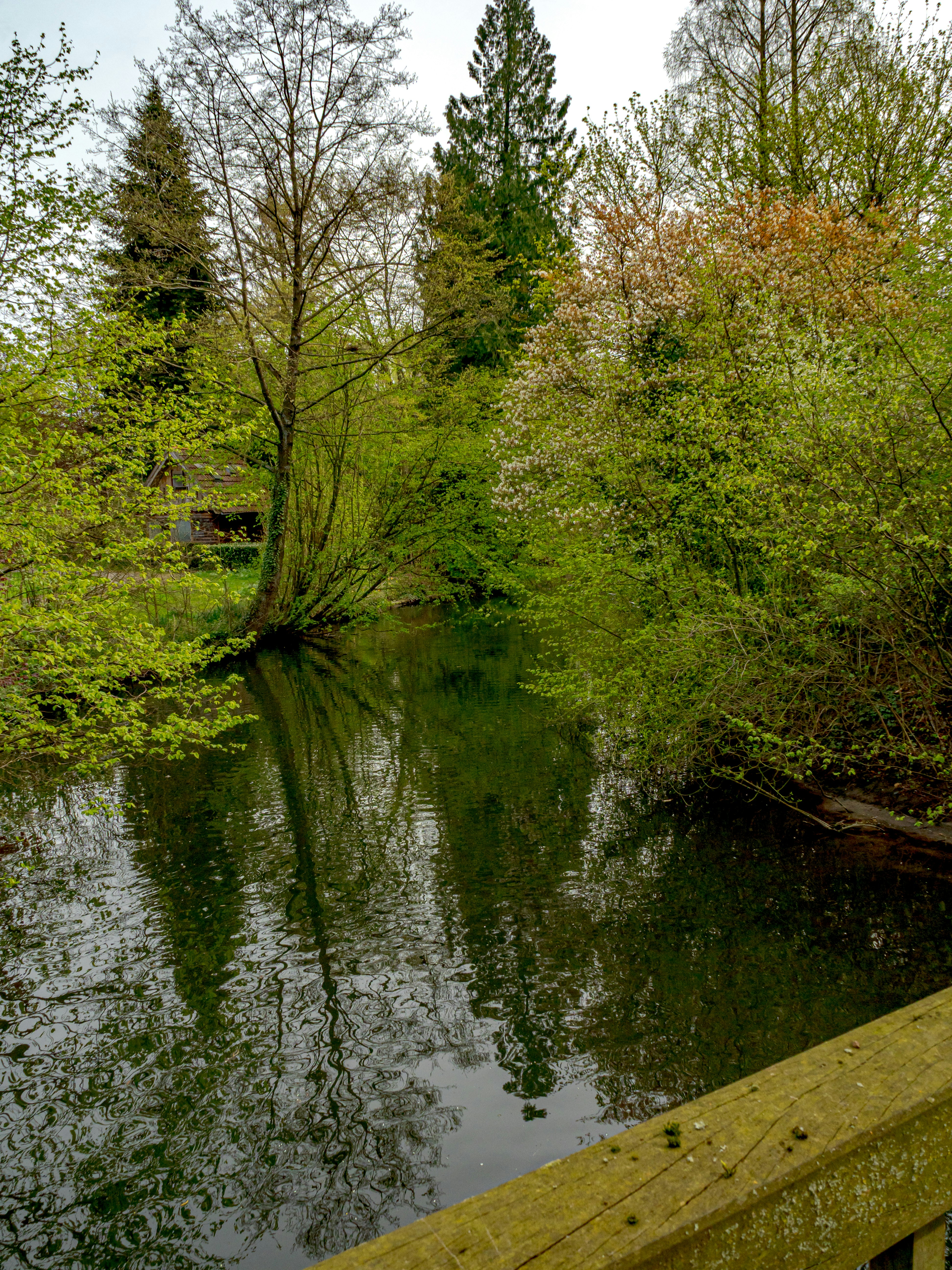 Riverside Mirror: Dawn’s Gentle Confusion in a Spring Pond