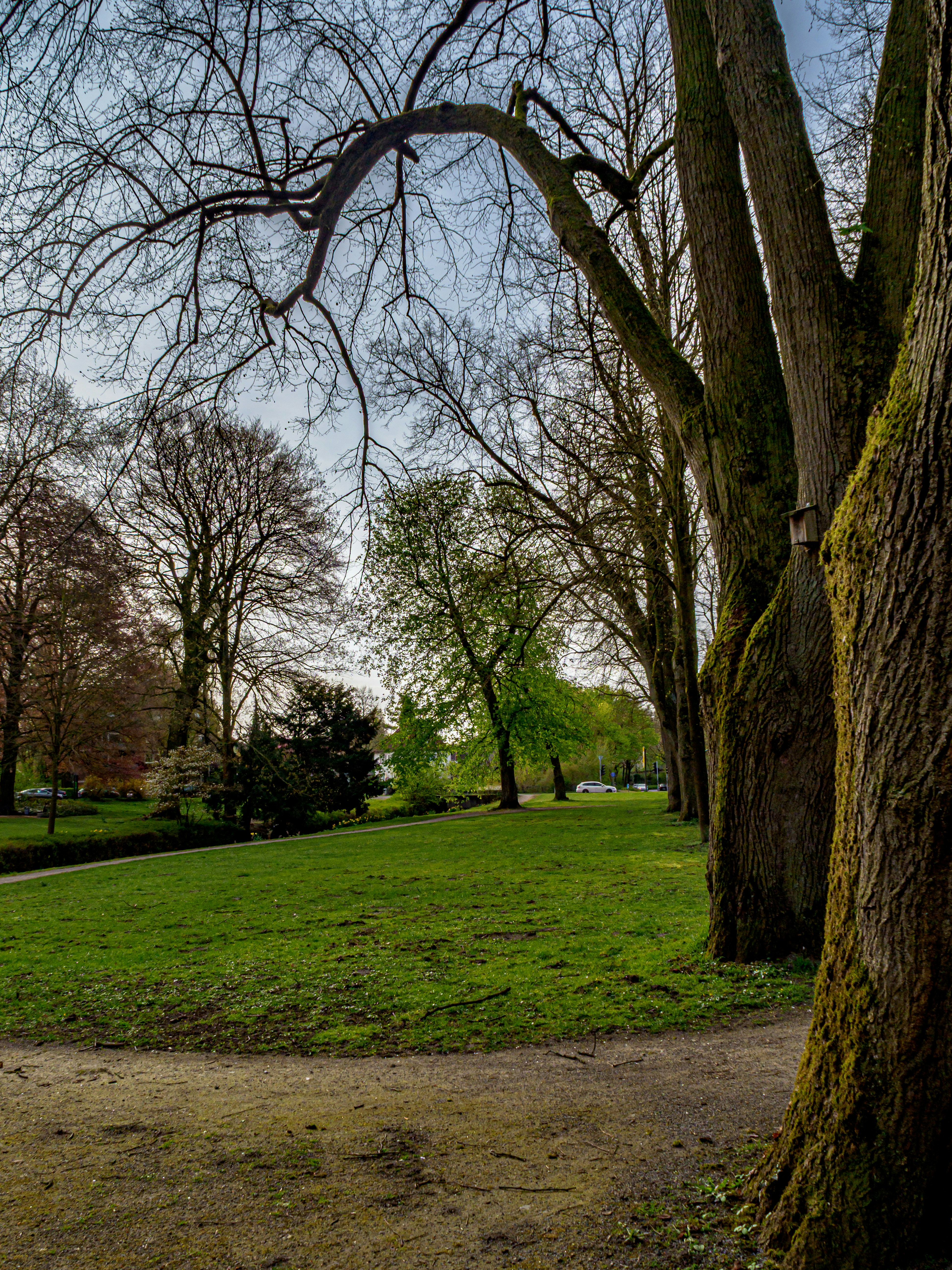 Massive Park Trees Curving Over a Path