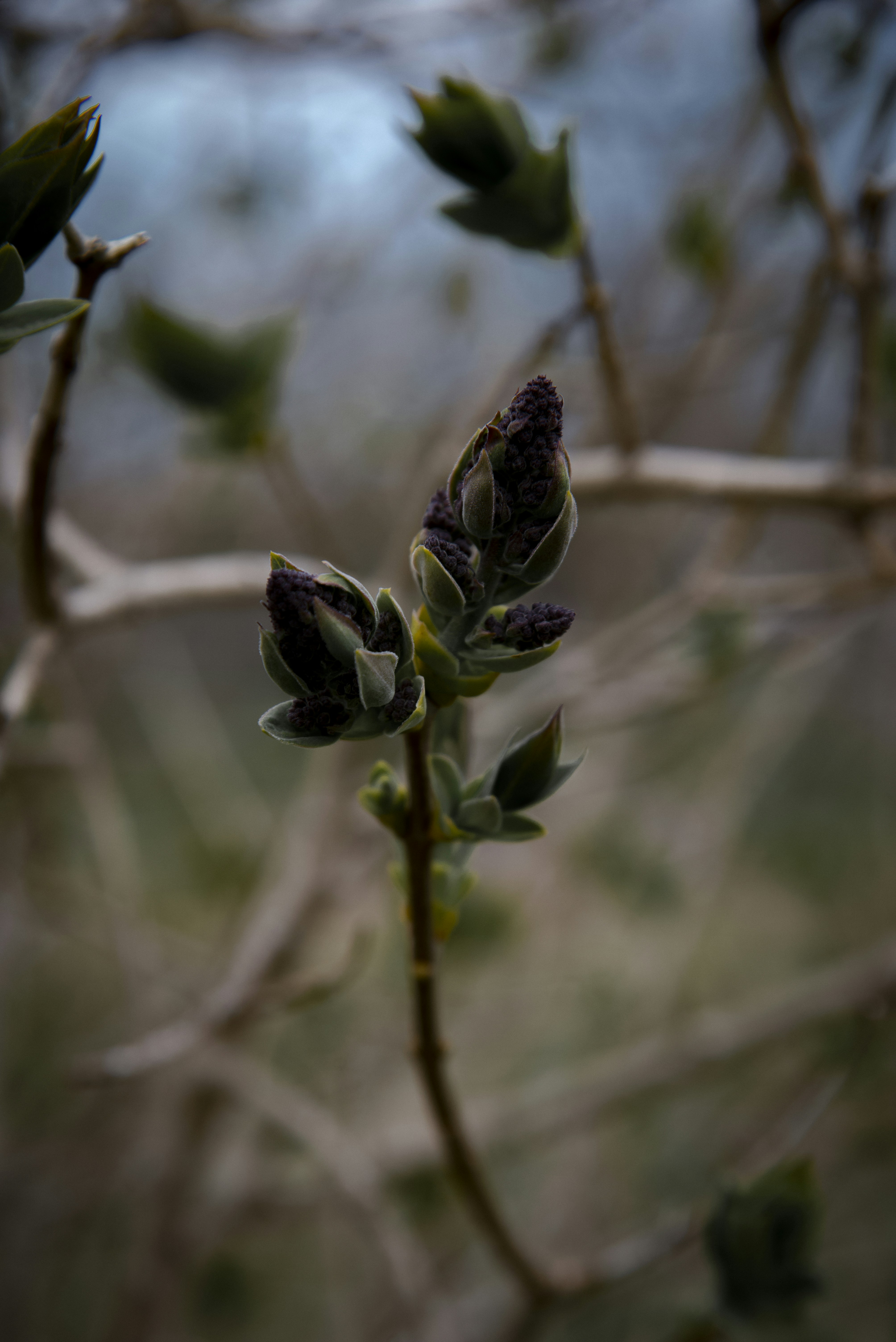 Bud of Winter: Close-up on a Purple-Edged Sprout