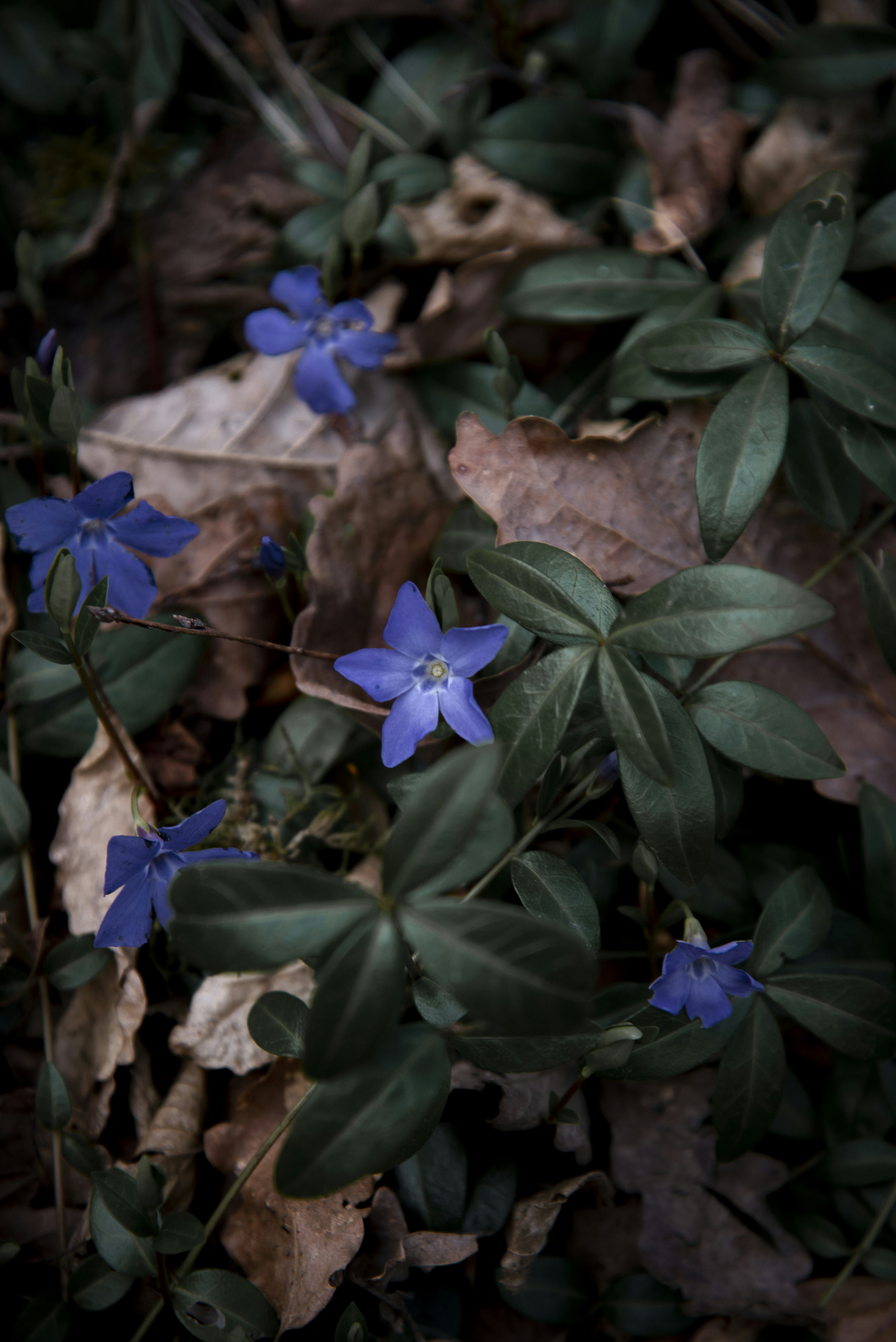 Blue Liberty: Delicate Indigo Blooms Among Fallen Leaves