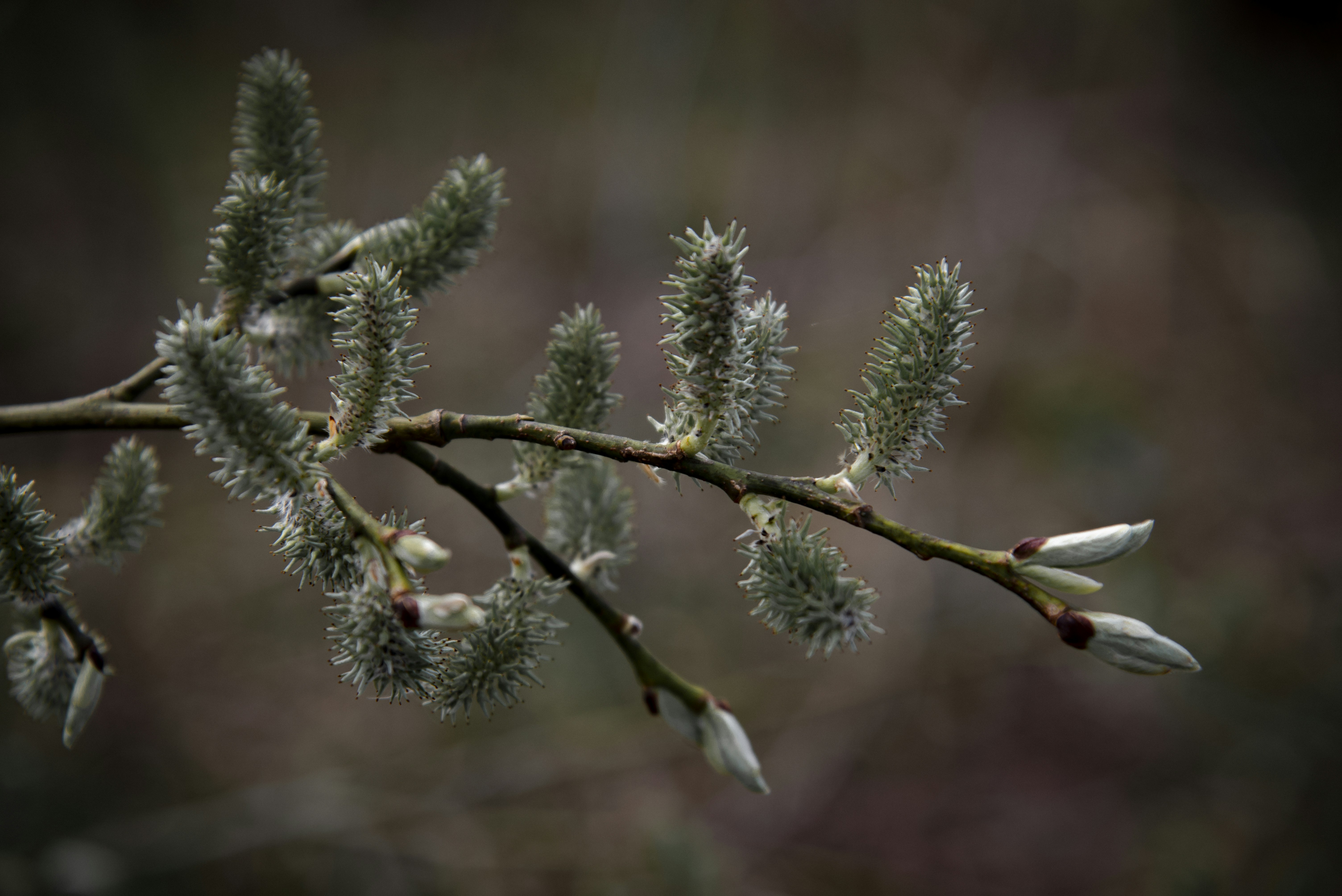 Tender Catkins on a Winter Branch