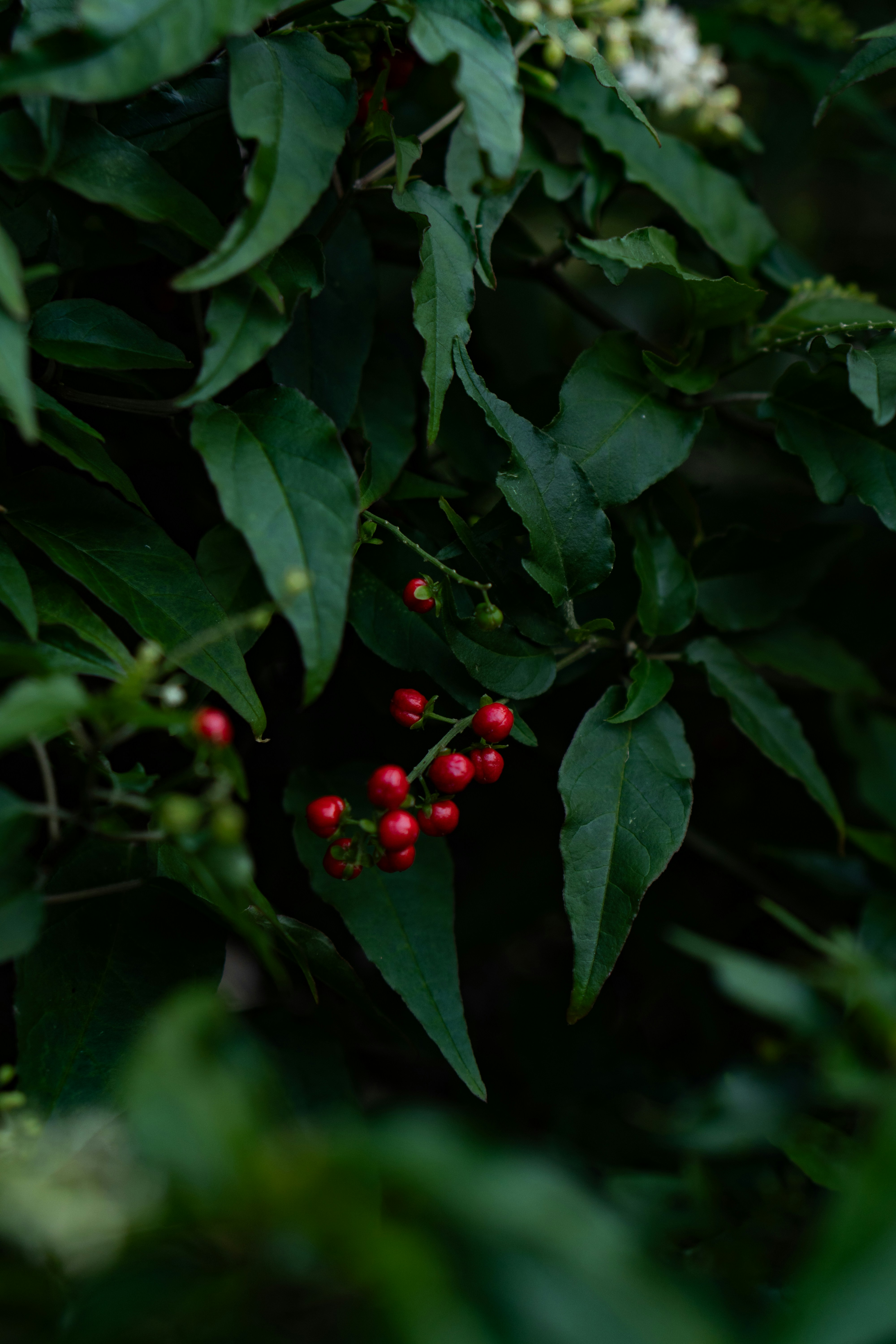 Red Berries Amid Dense Greenery