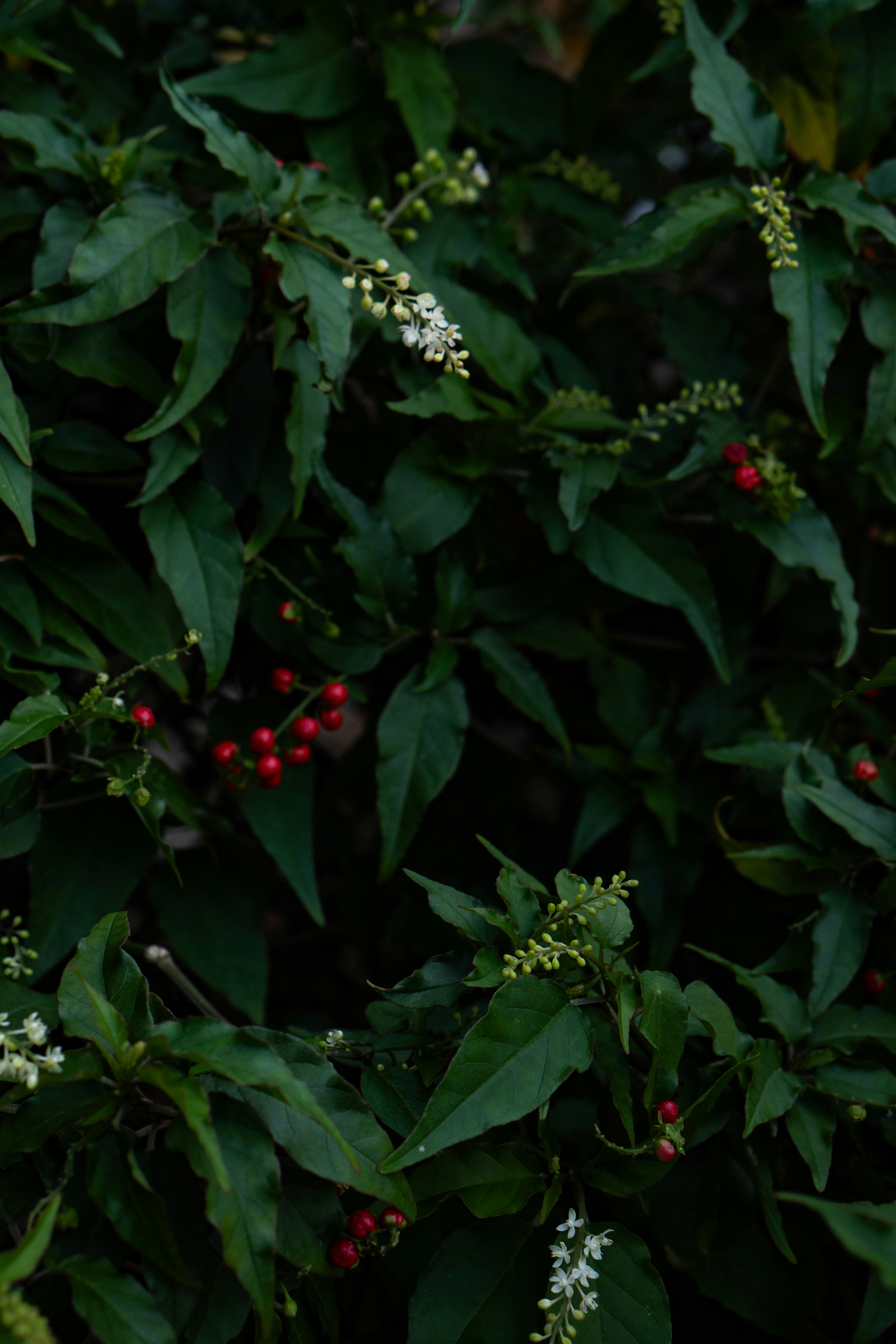 Midnight Greenery with Red Berries: Subtle Flora in Dappled Shade