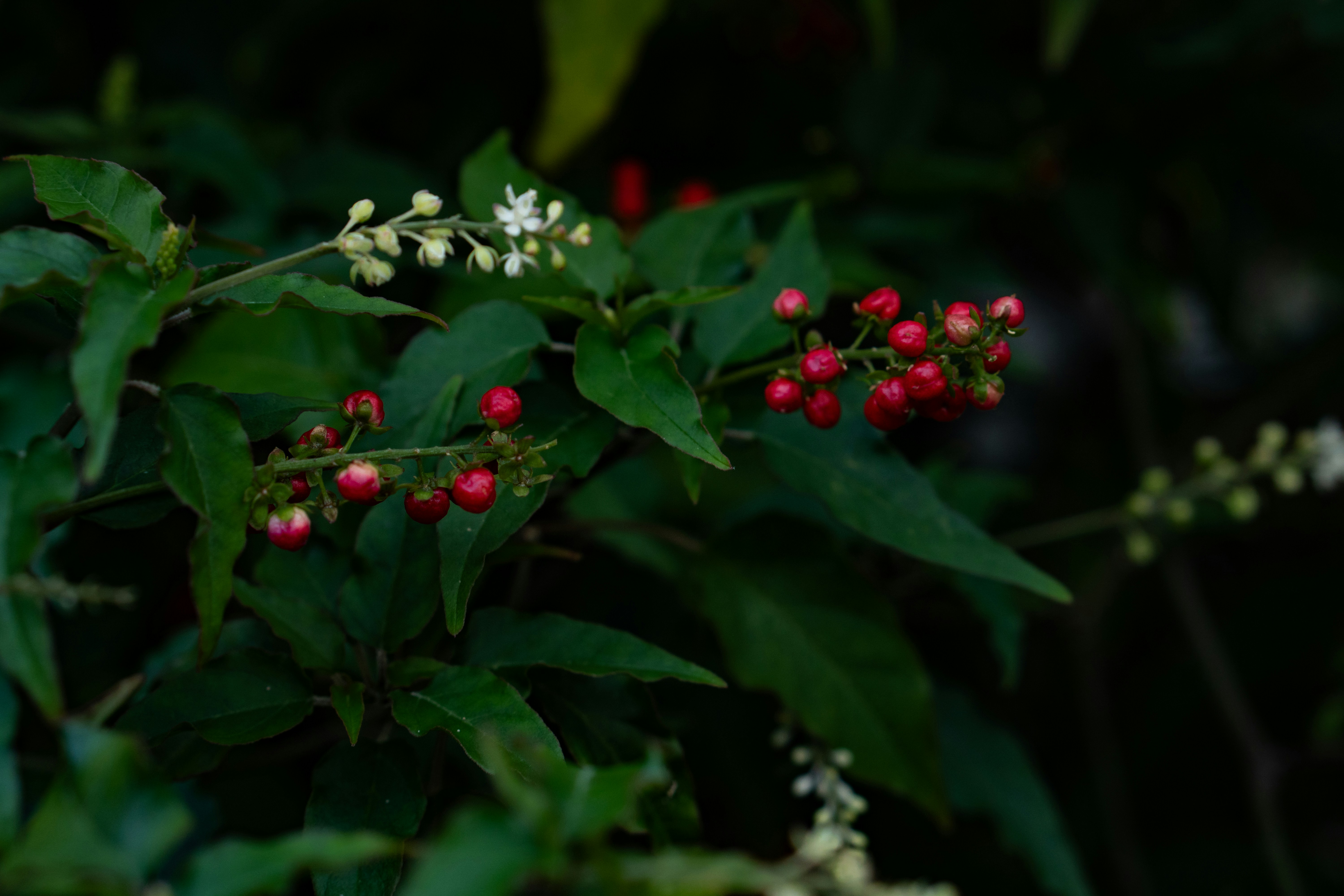 Crimson Berries among Quiet Green Foliage