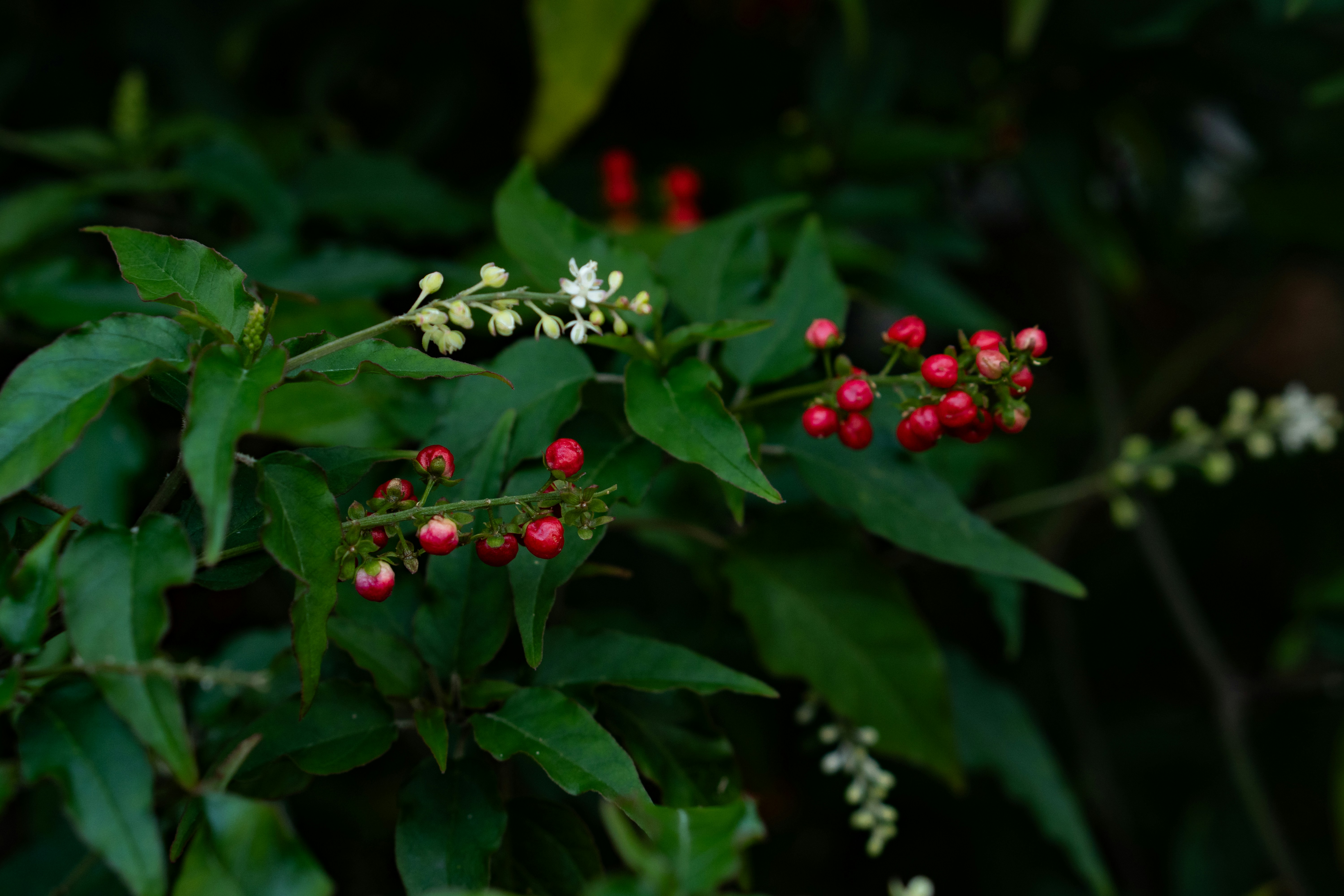 Red Berries in a Quiet Green Verge