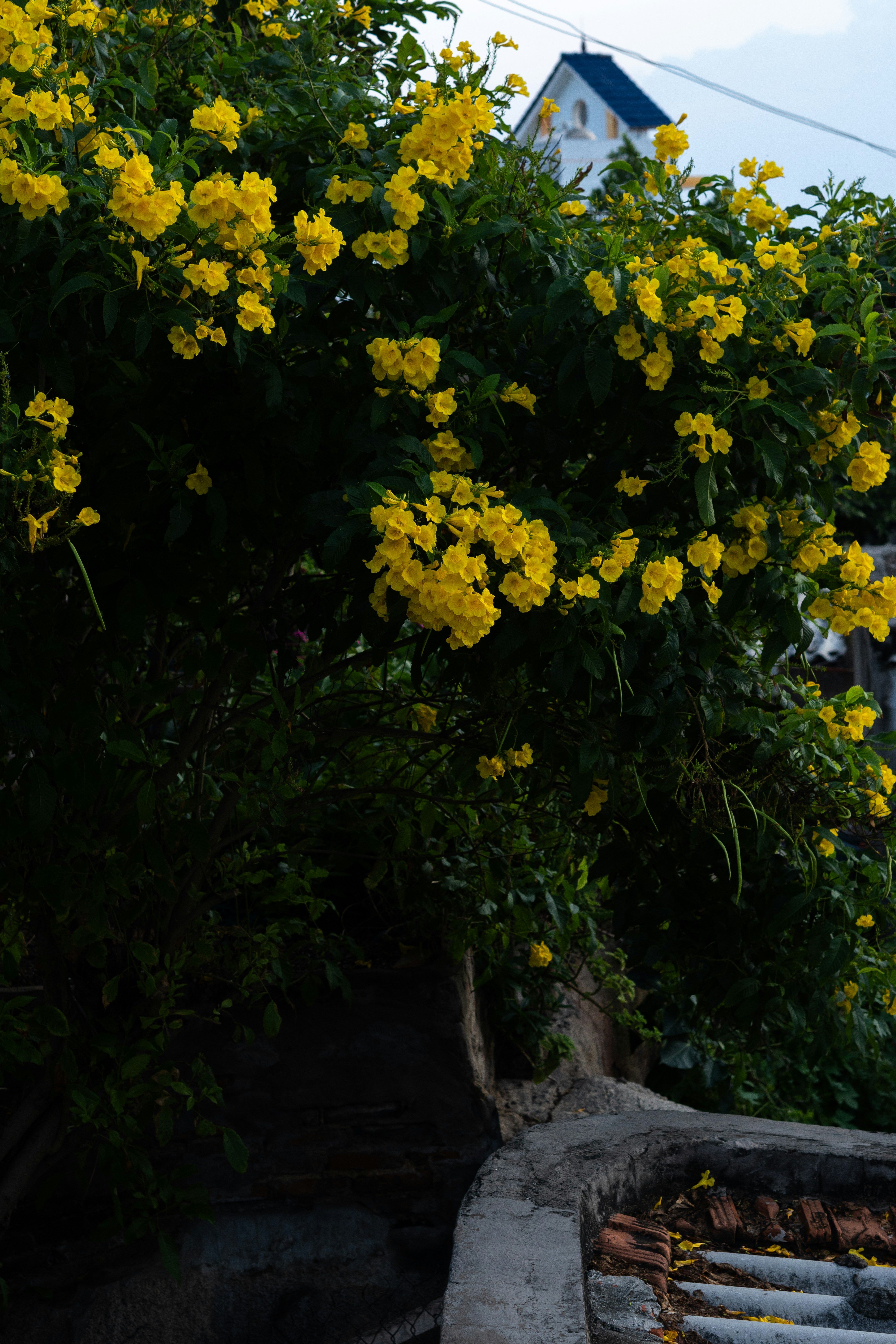Yellow Bouquets Cascading Over a Stone Terrace