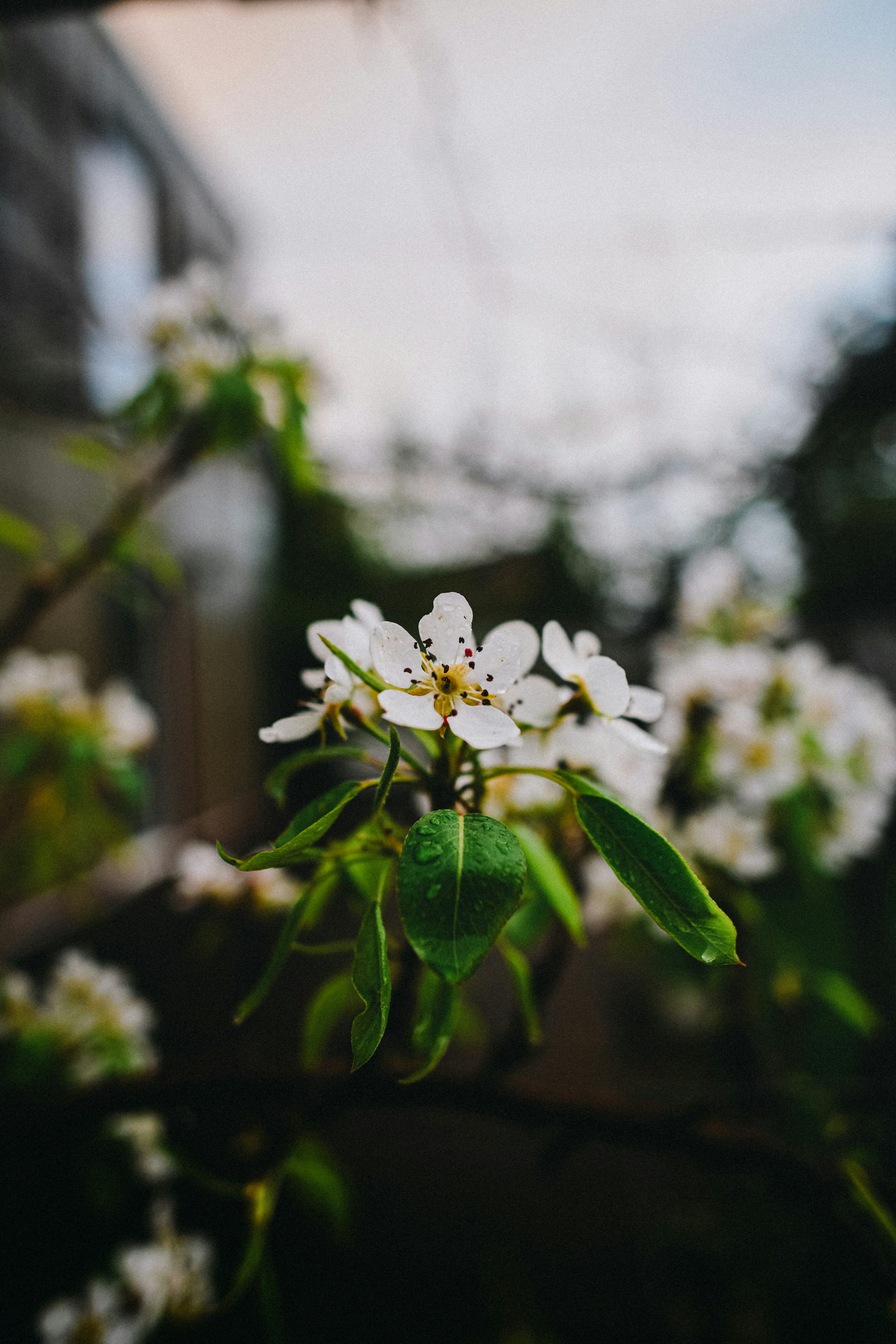  Blossoms in Focus: A Tender Moment Under Soft Afternoon Light