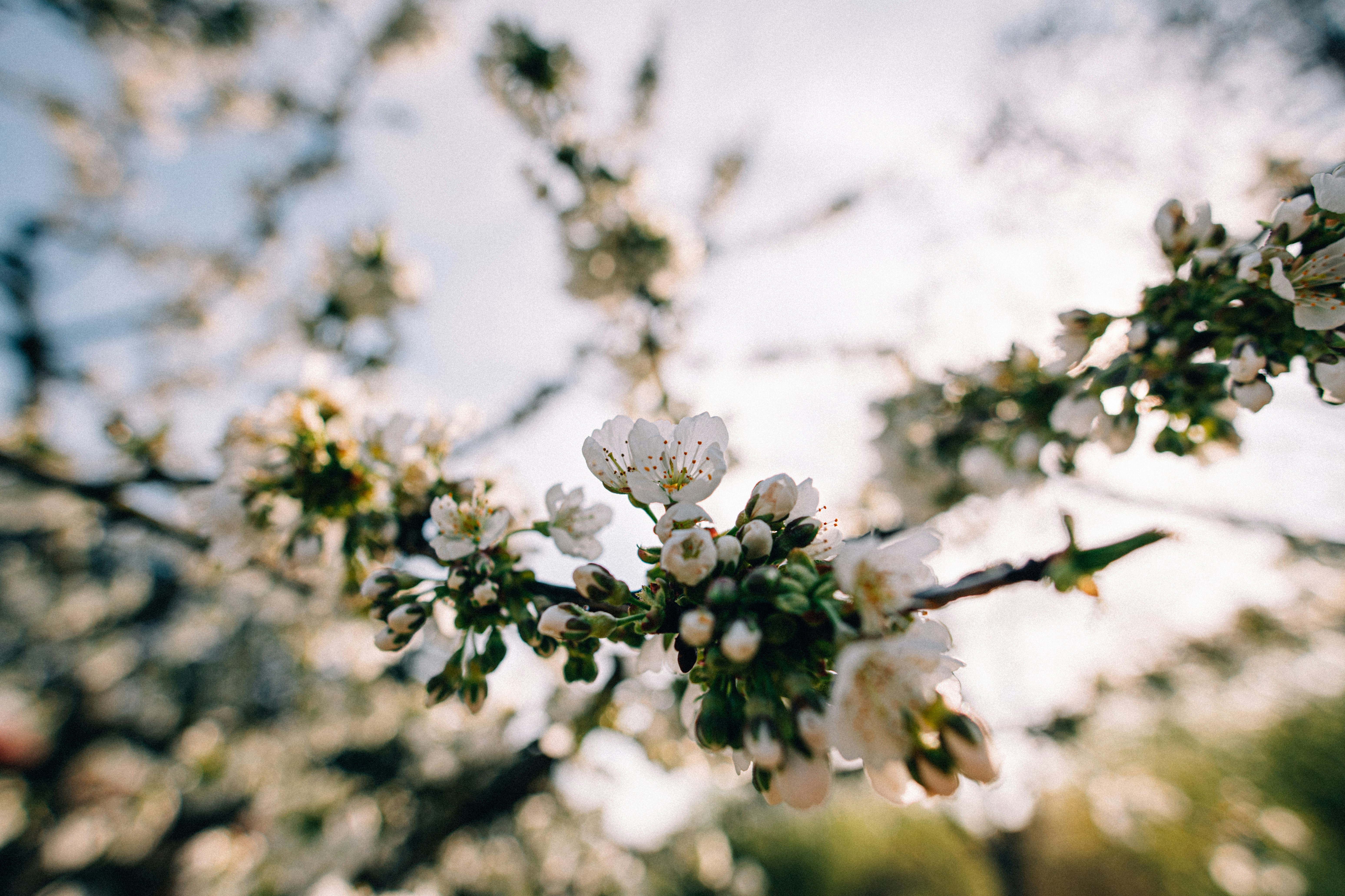 Blossoms in Soft Focus: a Gentle Wake of Spring