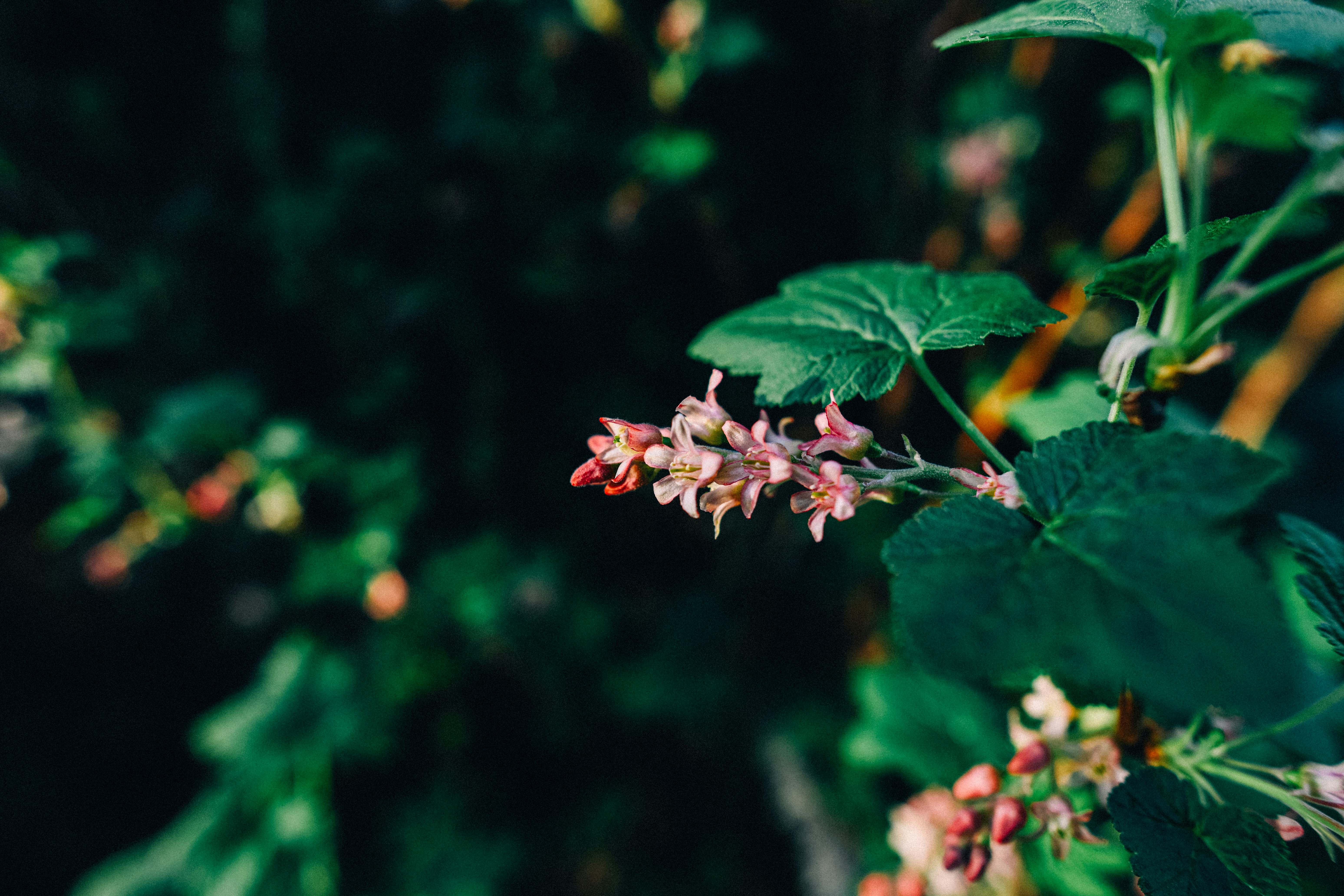 Soft Pink Bloom on a Quiet Foliage Stage