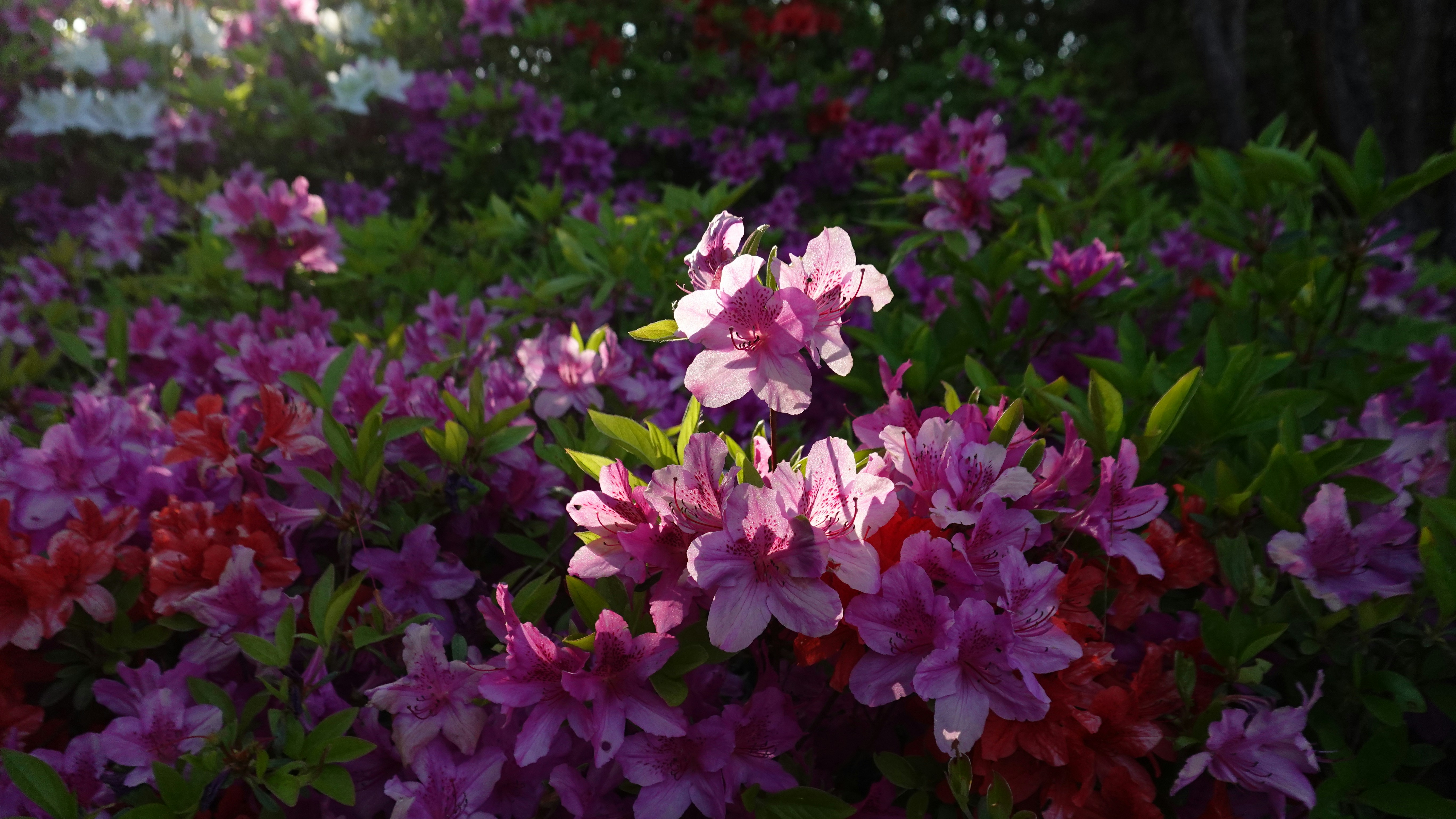 Sunlit Pink Azalea Cluster in Deep Garden Hue