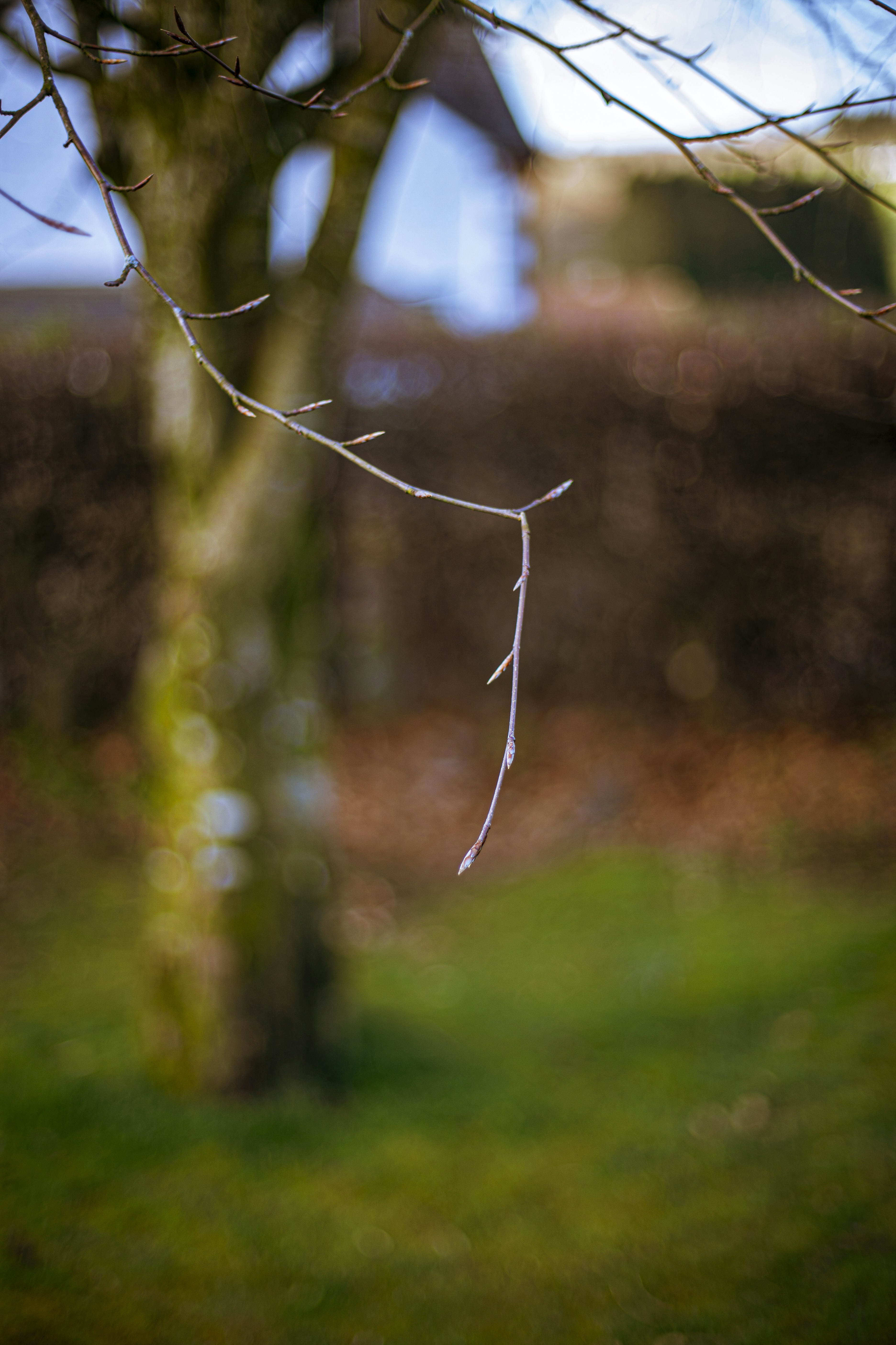 A Suspended Twig Against a Blurred Backyard Canopy