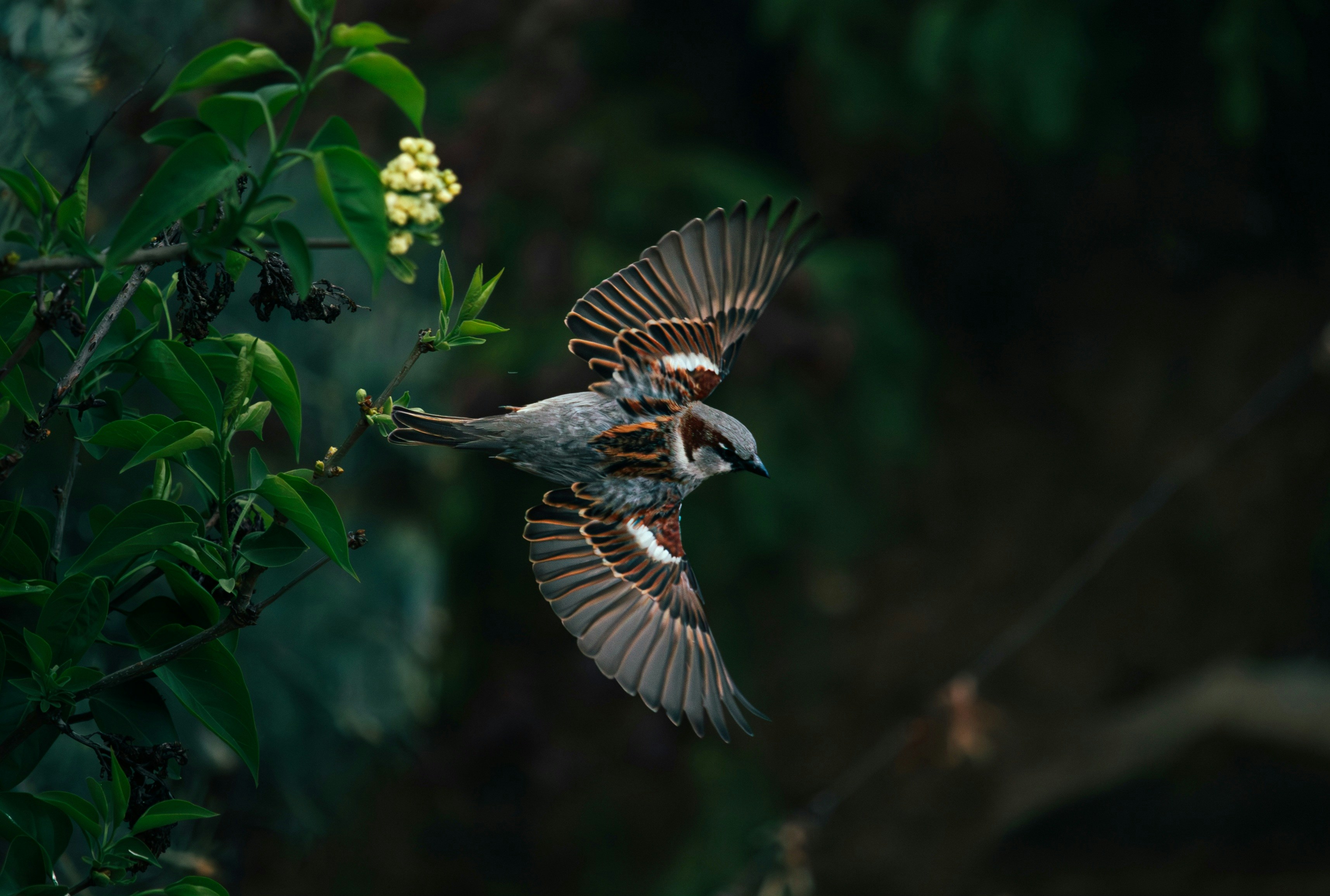 Midflight in a Green Corridor