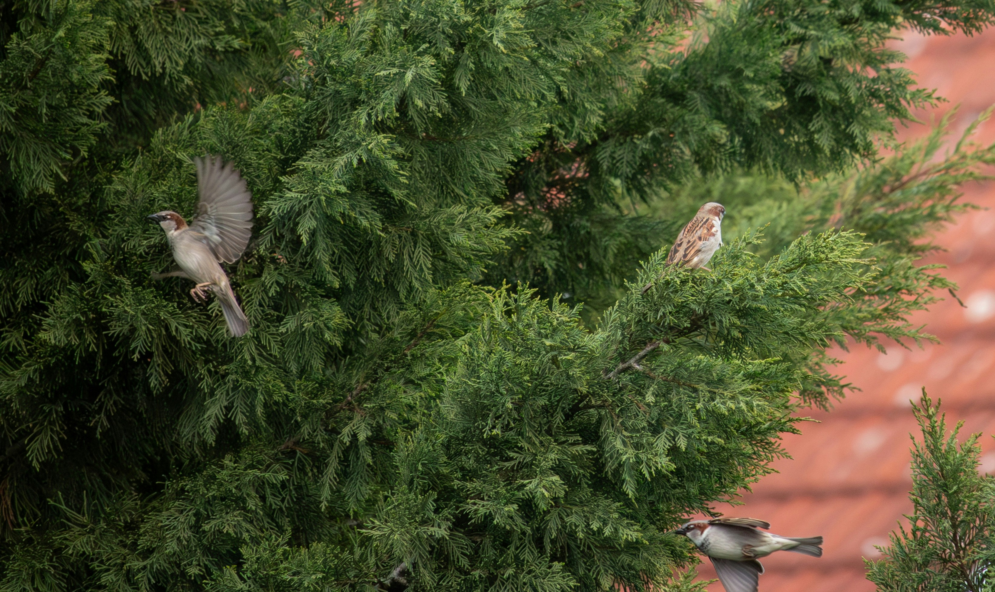 Whispering Wings Among Cedar Needles