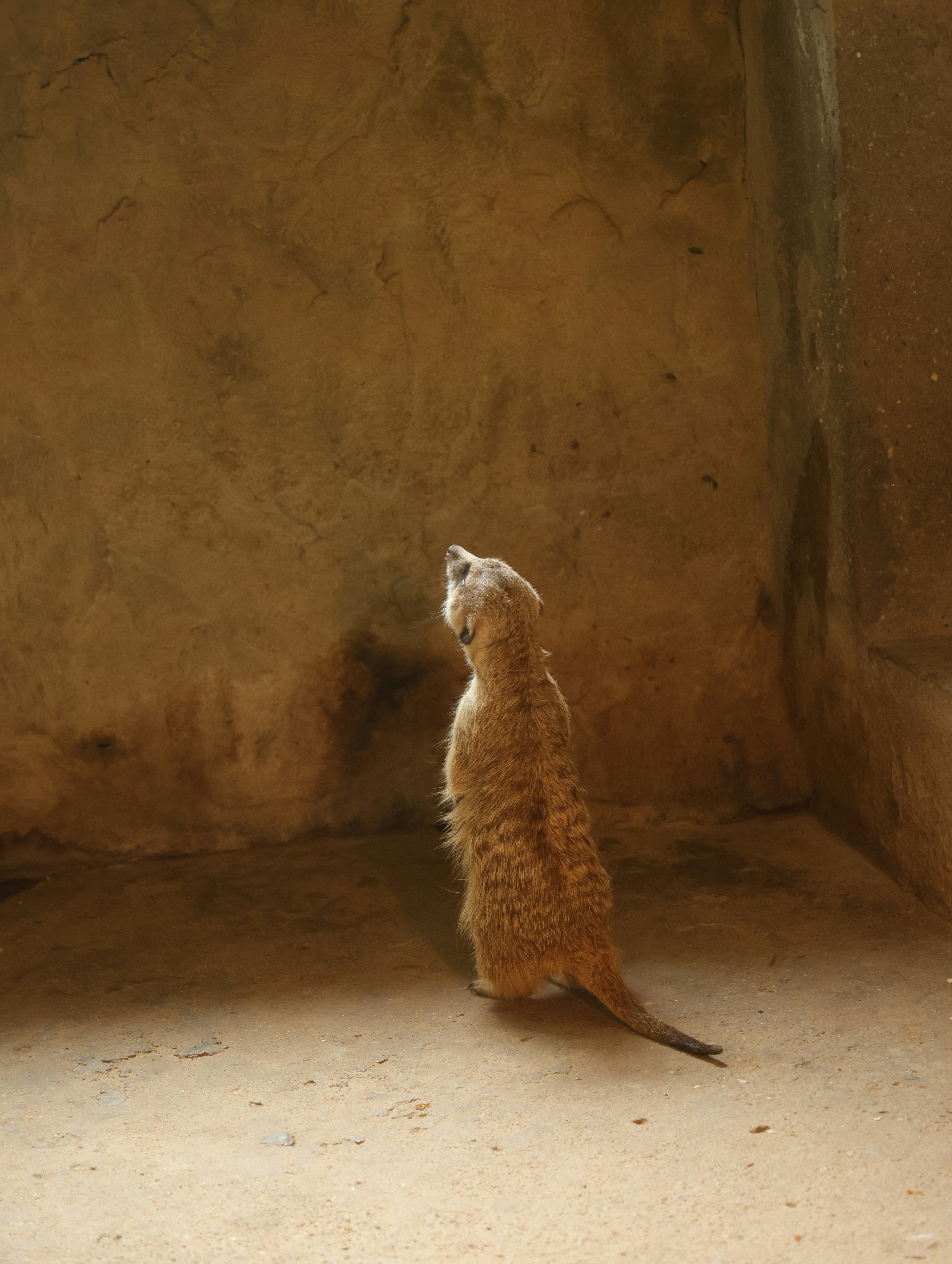 Standing Sentinel: A meerkat in quiet indoor light