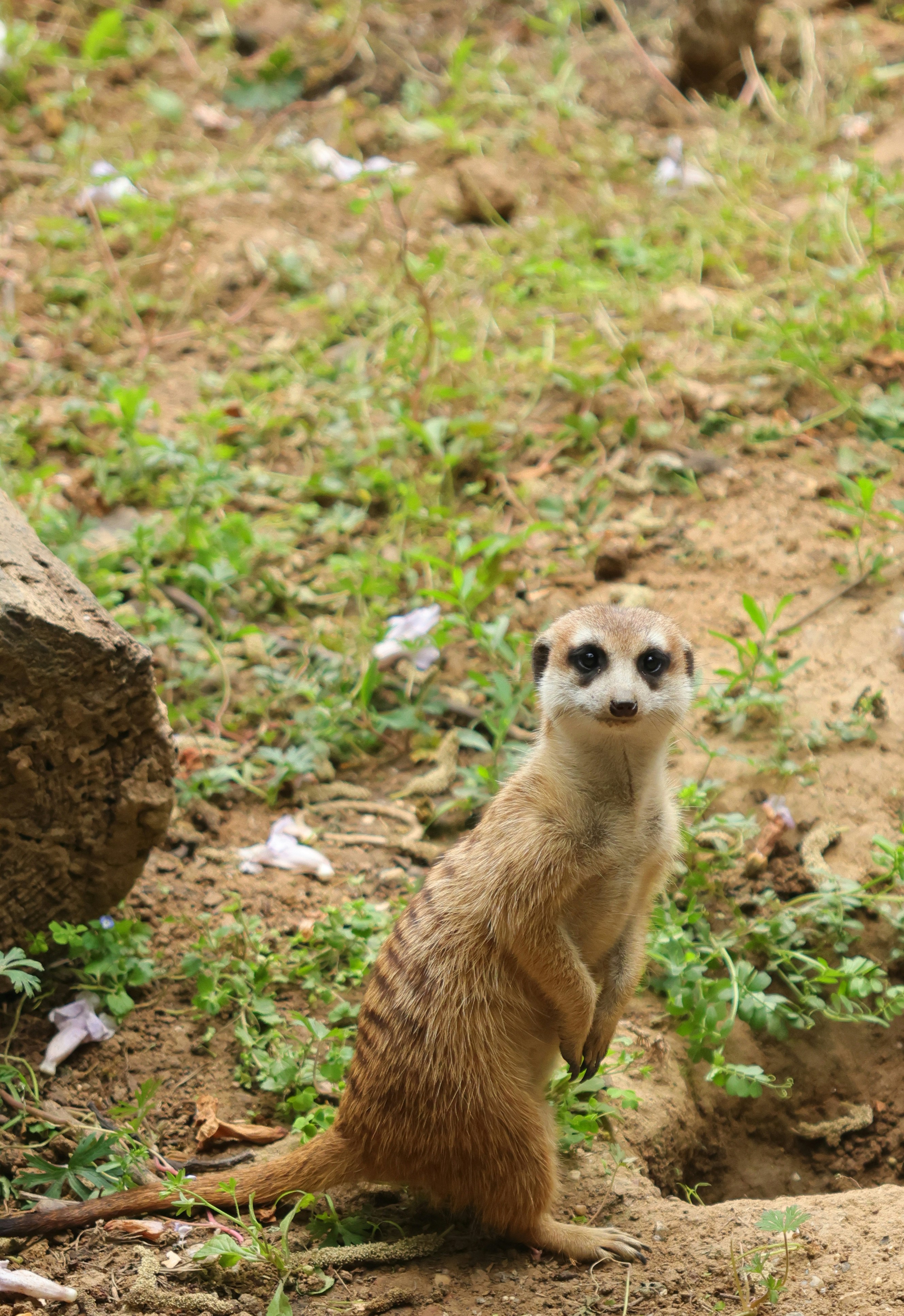 Curious Meerkat on Earthen Ground