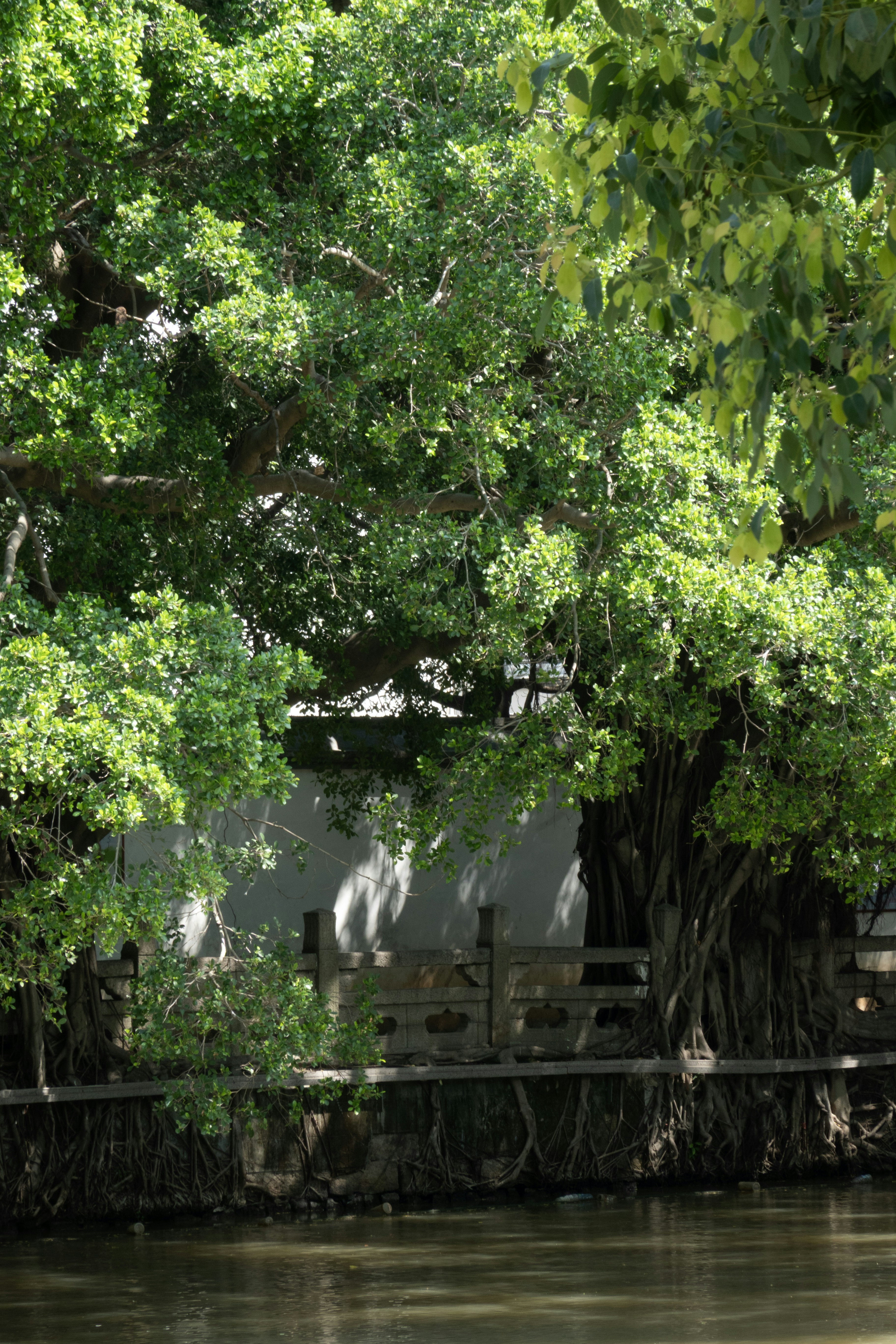Sun-Dappled Riverside Grove Beneath a Canopy of Roots