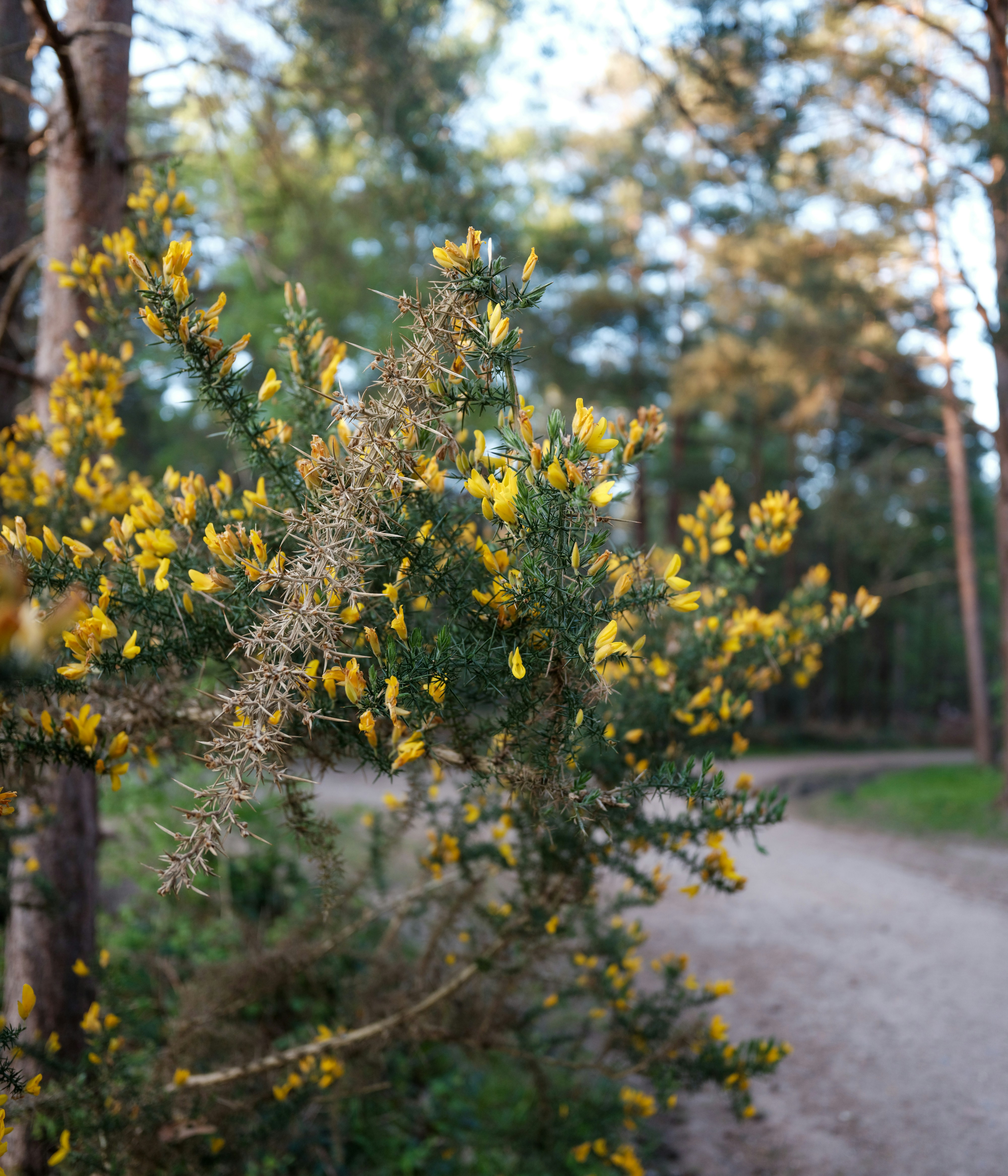 Yellow-flowered shrub in a forest path arc