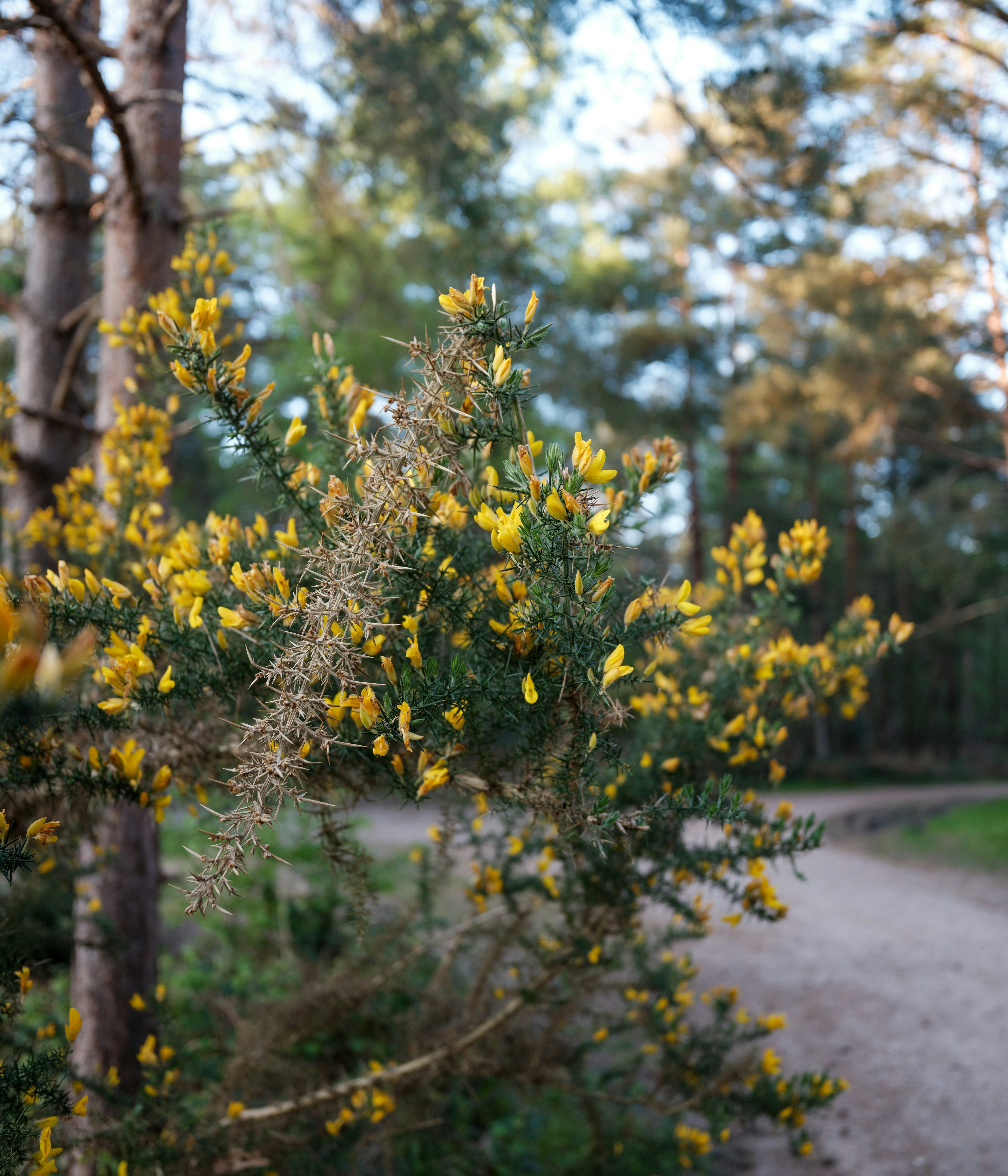 Yellow-flowering shrub in a sunlit woodland path