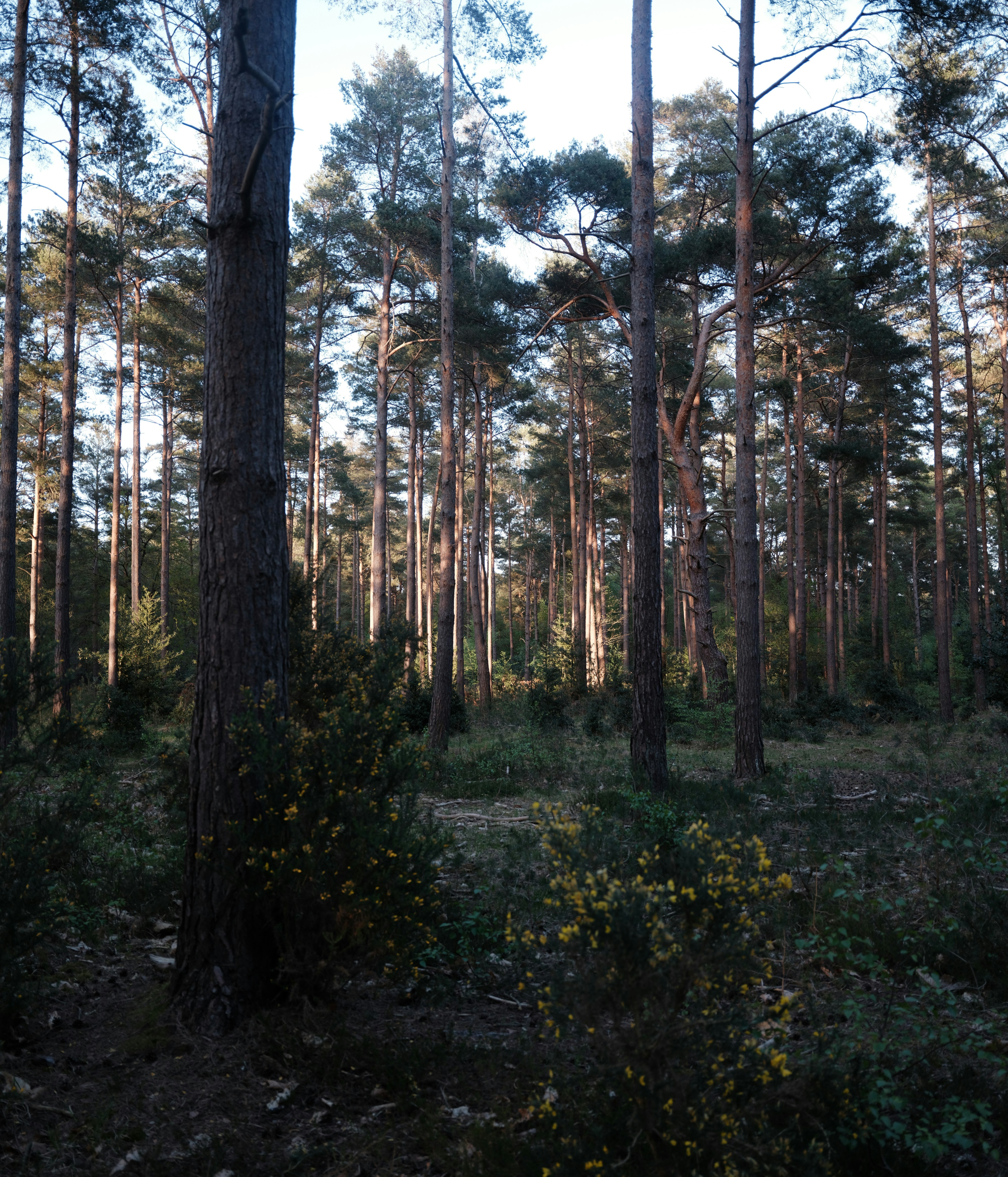 Sunlit Pines: Quiet Forest Corridor Framed by Wildflowers