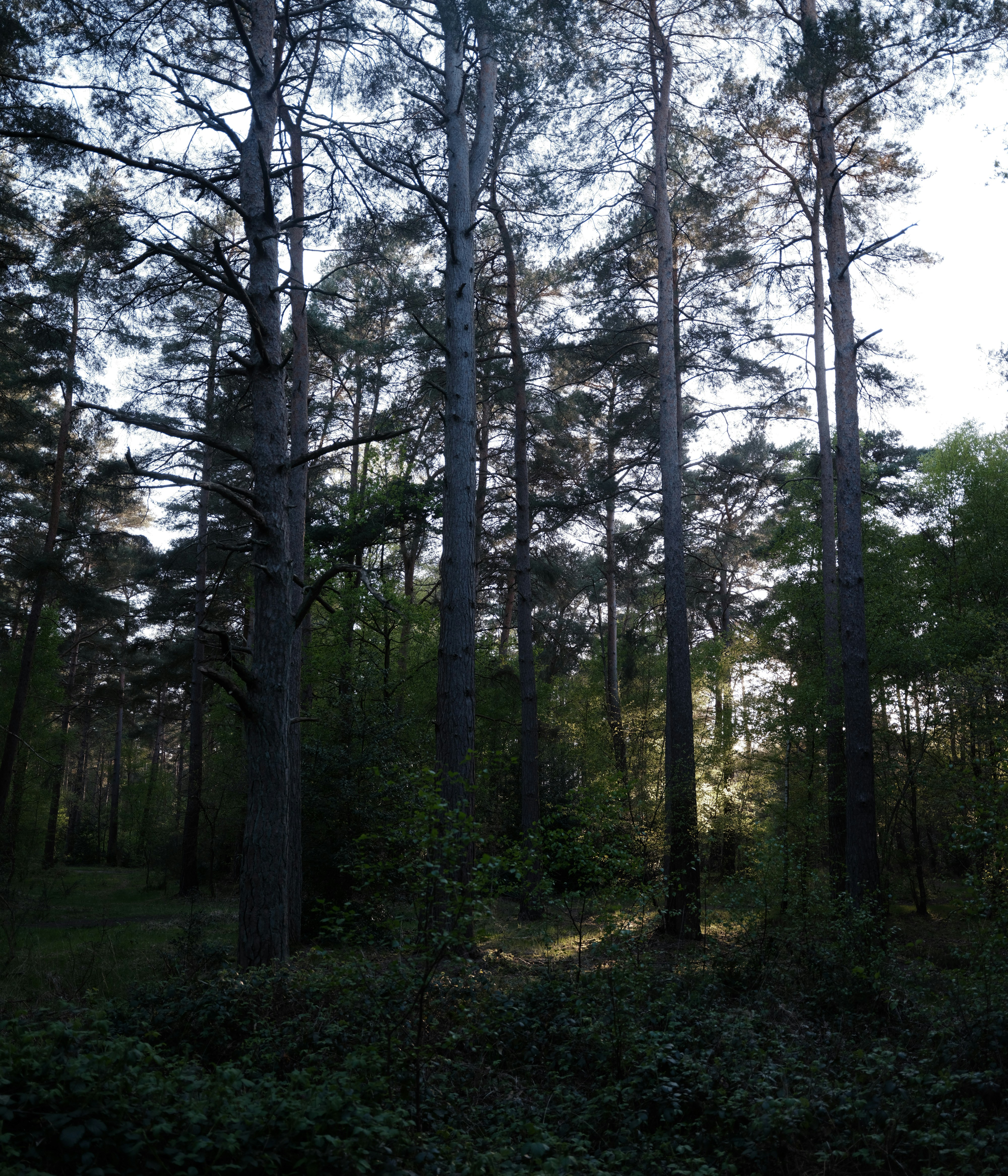 Forest Cathedral at Dusk: Tall Pines Breathing Light