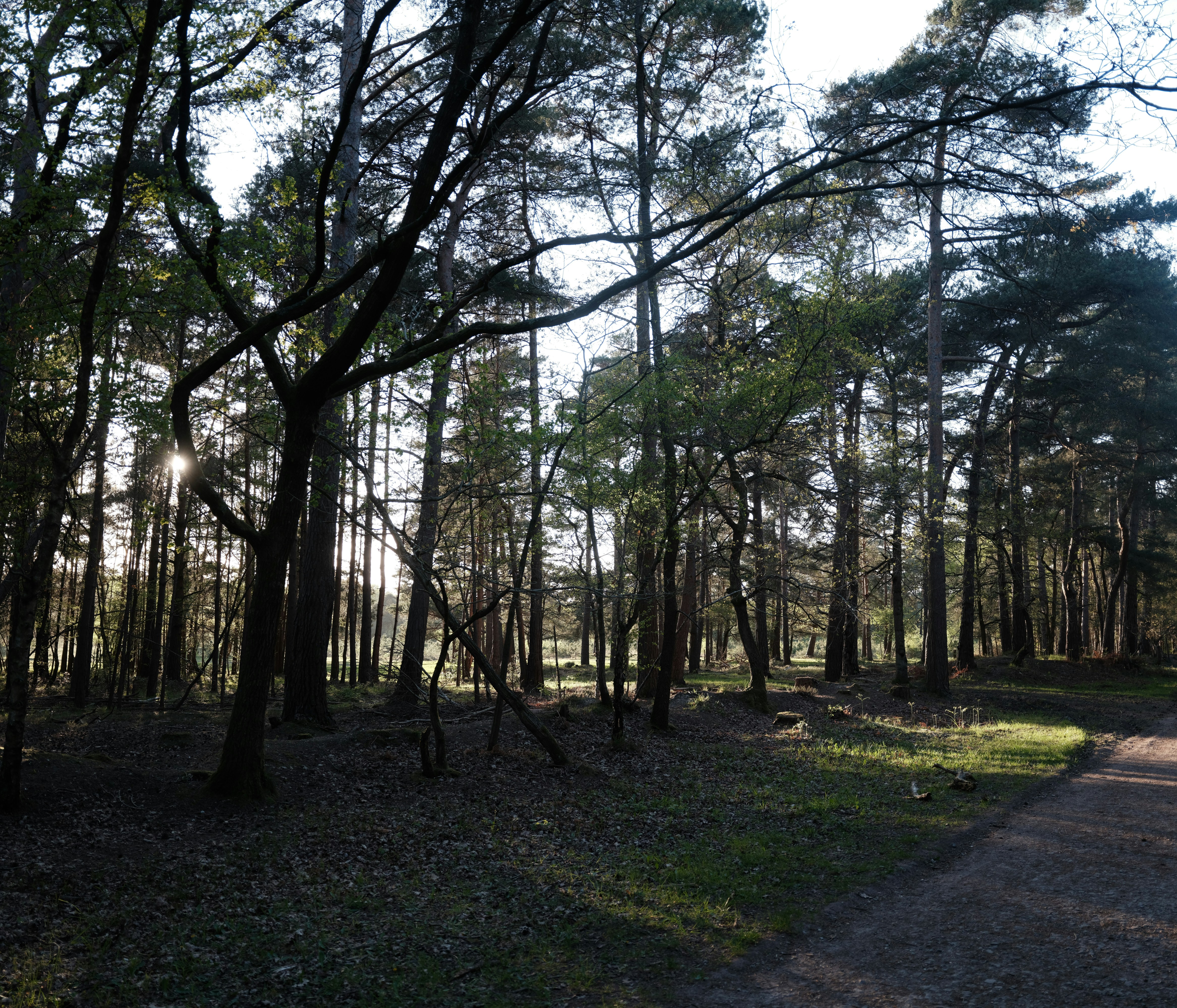 Sunlit forest avenue: a winding path through tall pines at dusk