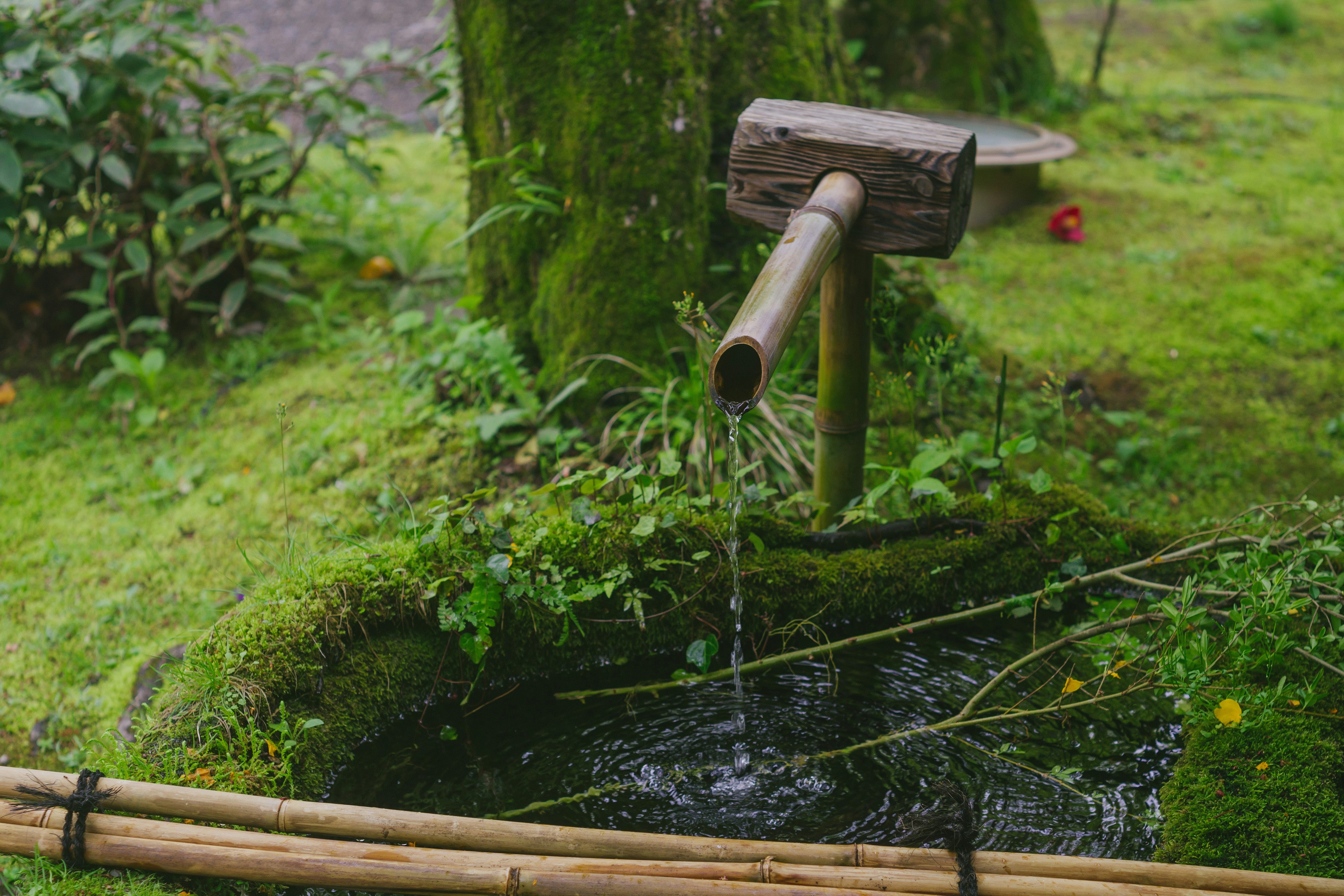Watered Ashi-yaki: Hand Pump over Mossy Basin in a Quiet Garden