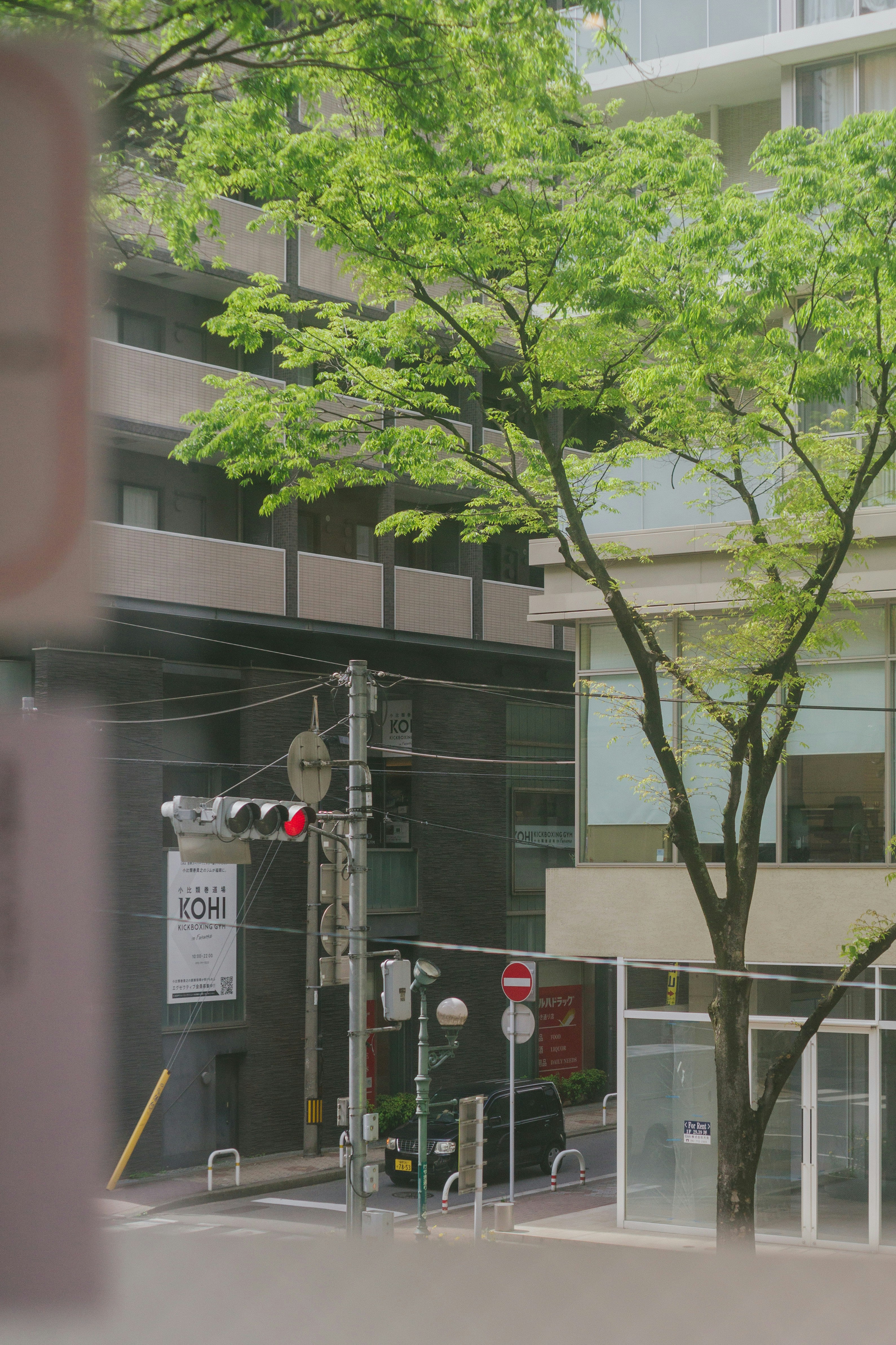 Urban Quiet: Foliage Crossing the Glass Facade
