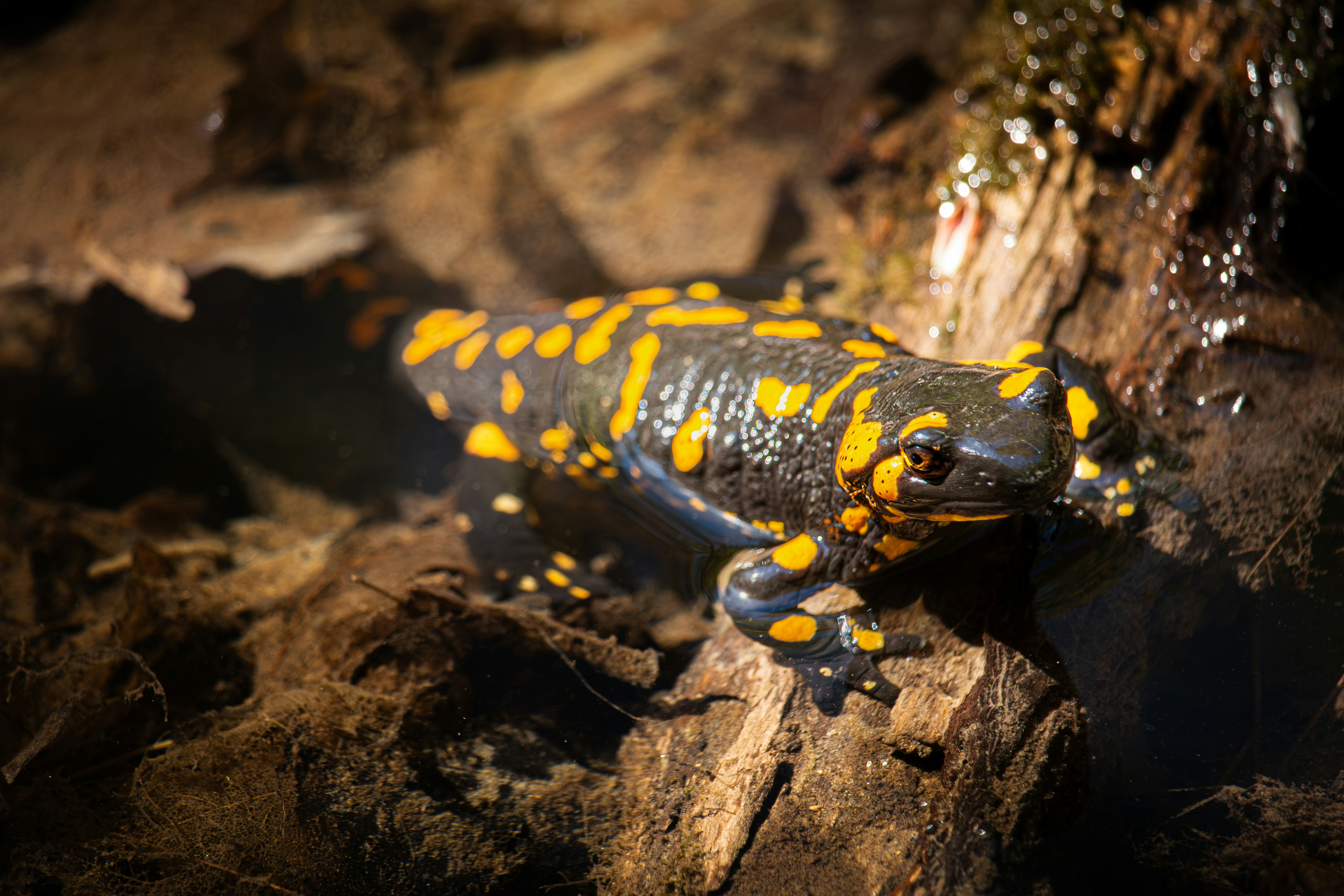 Yellow-spotted newt-like salamander in leaf litter by a waterfall
