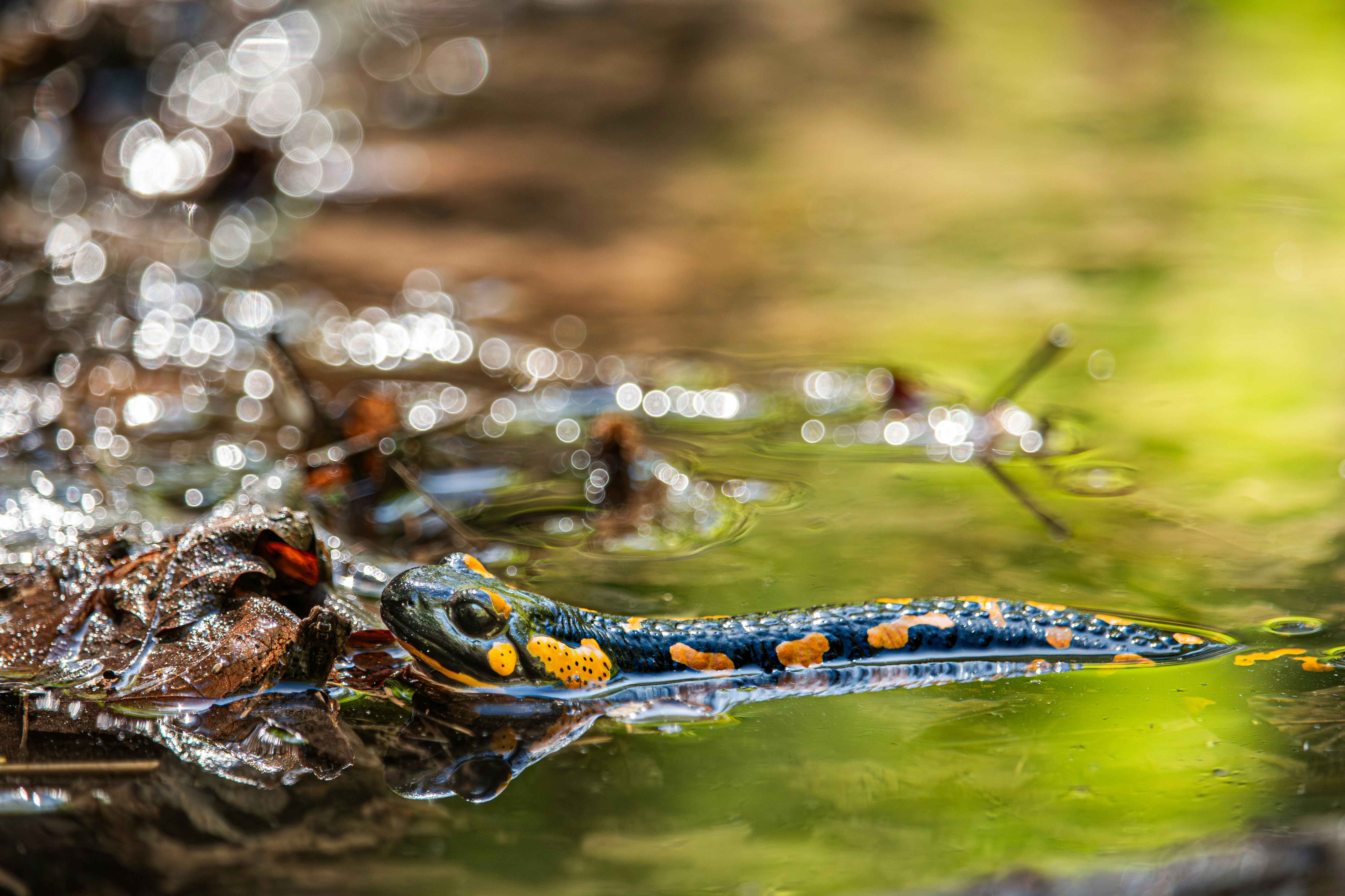 Emerald-lined Newt on the Water’s Edge