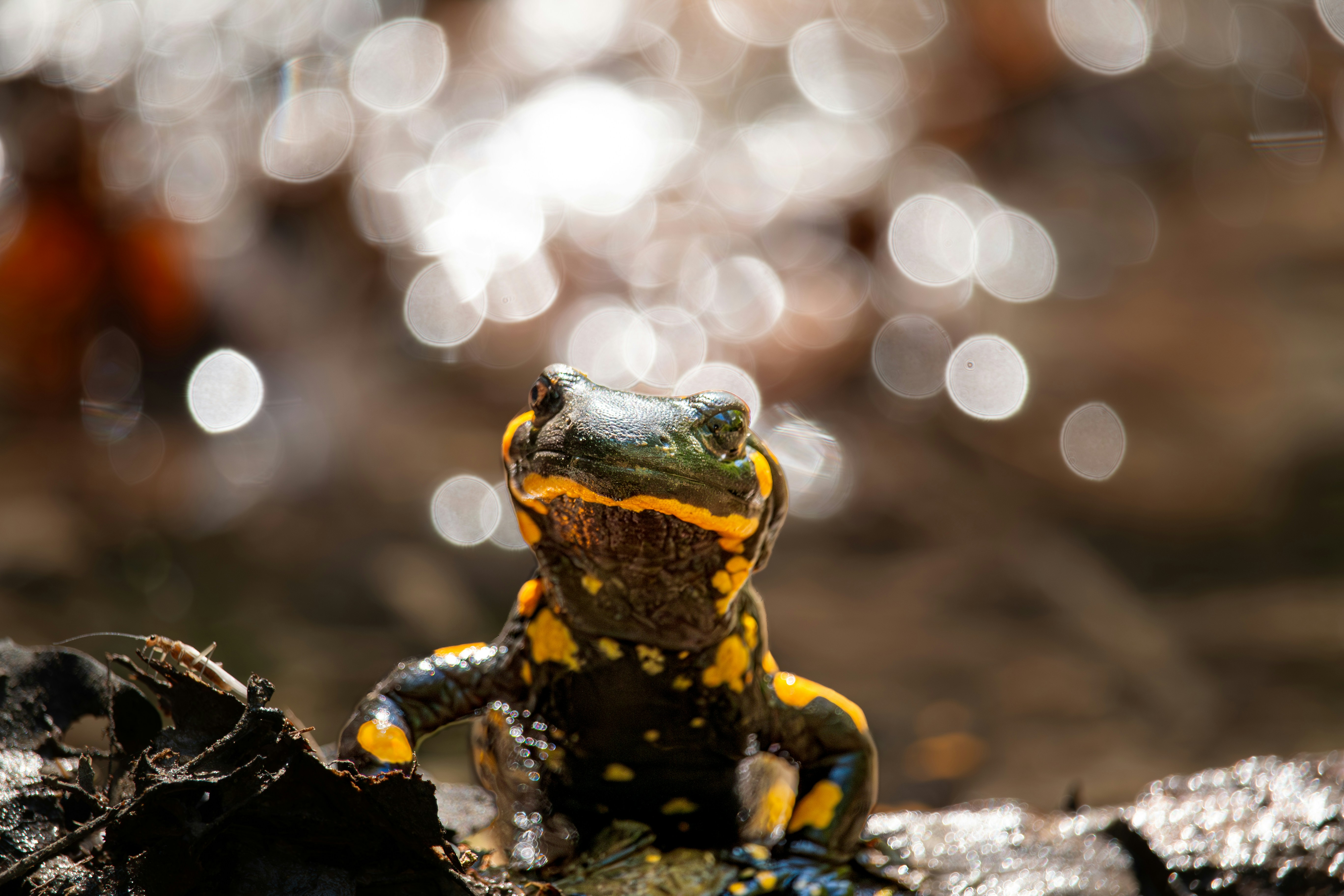 Emerald-orange Carapace: A Mud-dwelling Frog in Macro Focus