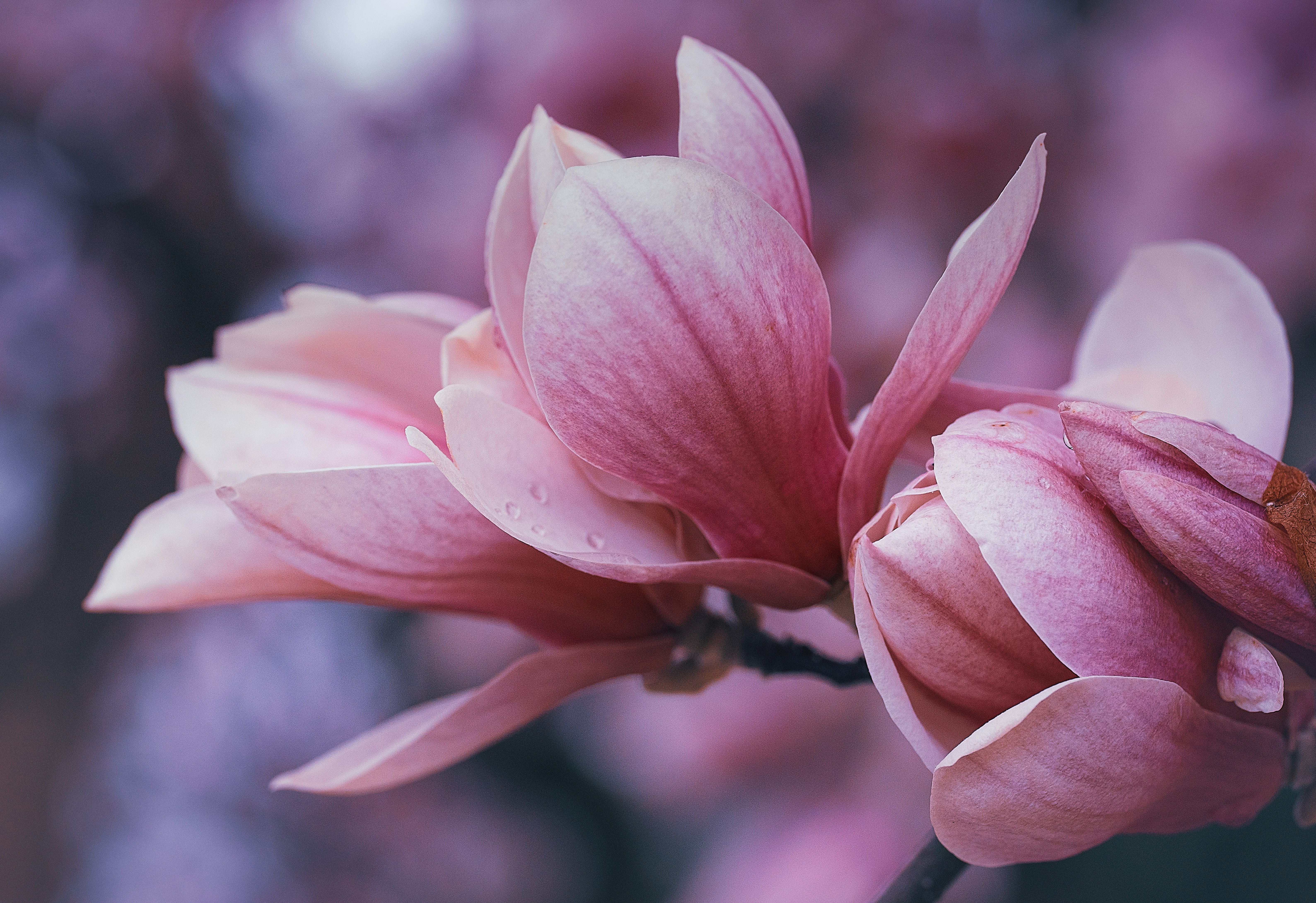 Soft Petal Convergence: A Close-Up of Pink Magnolia in Bloom