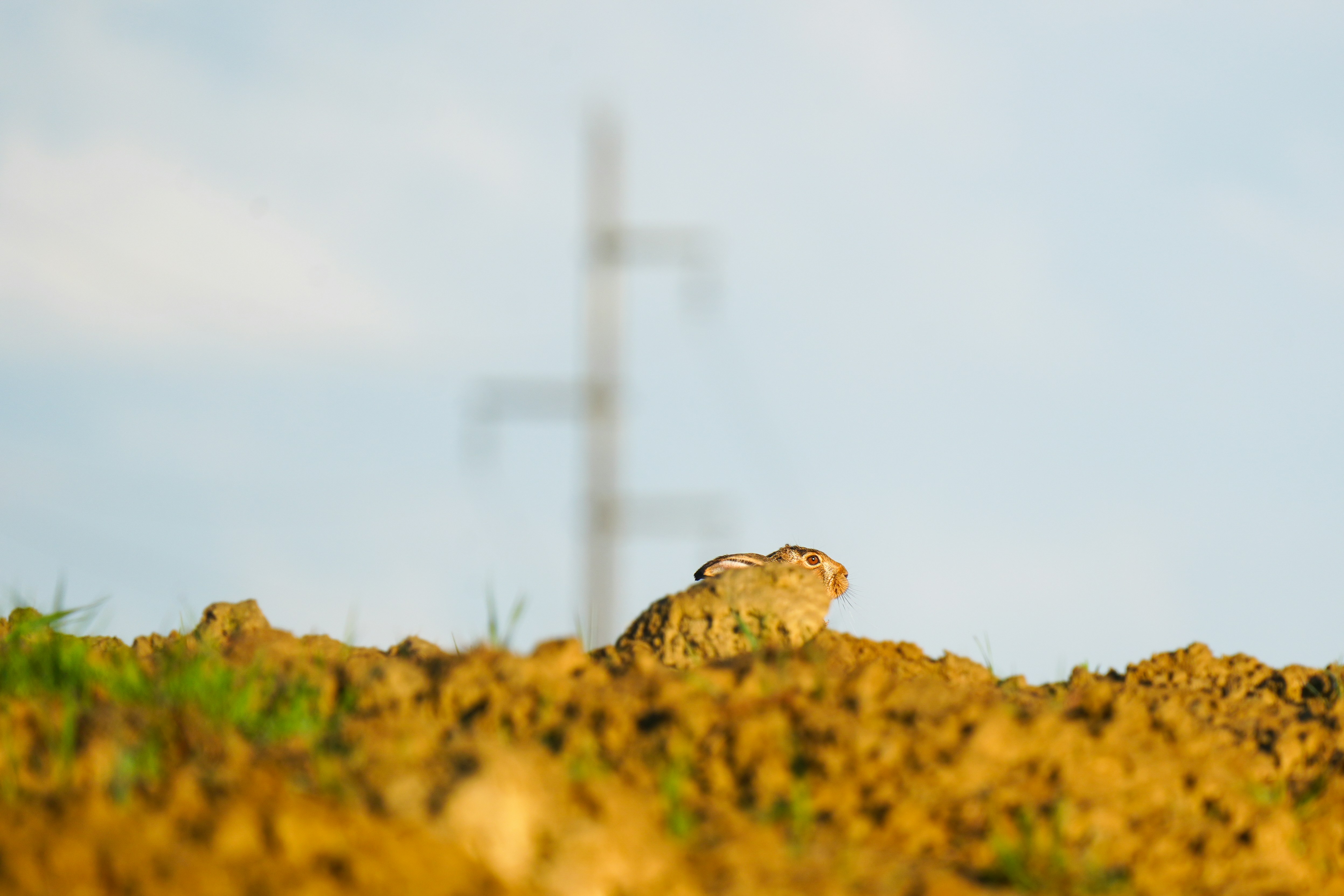 Little Cropped Sentinel: a lizard on sun-warmed soil