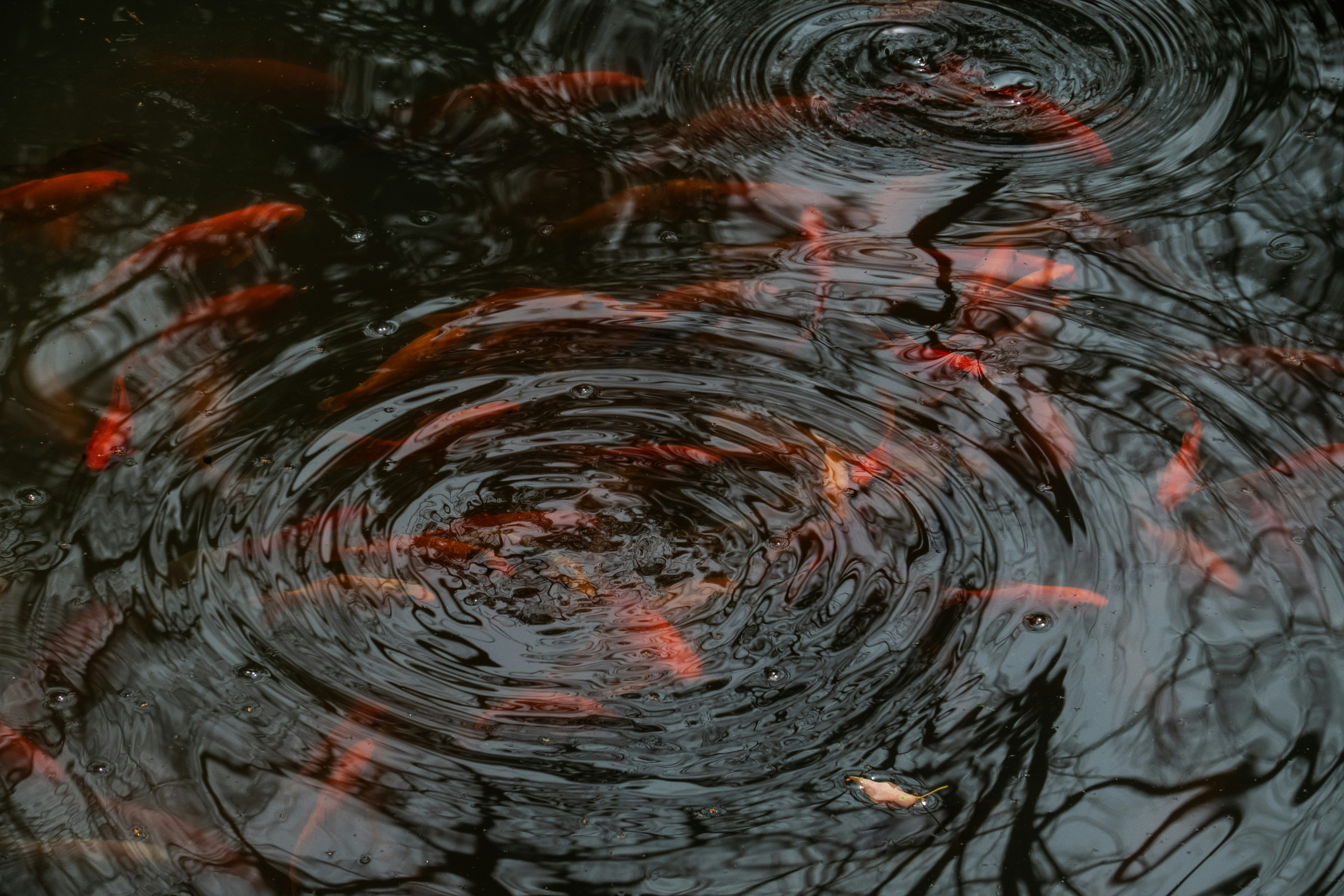 Circular Ripples and Koi in Sunset-Red Pond