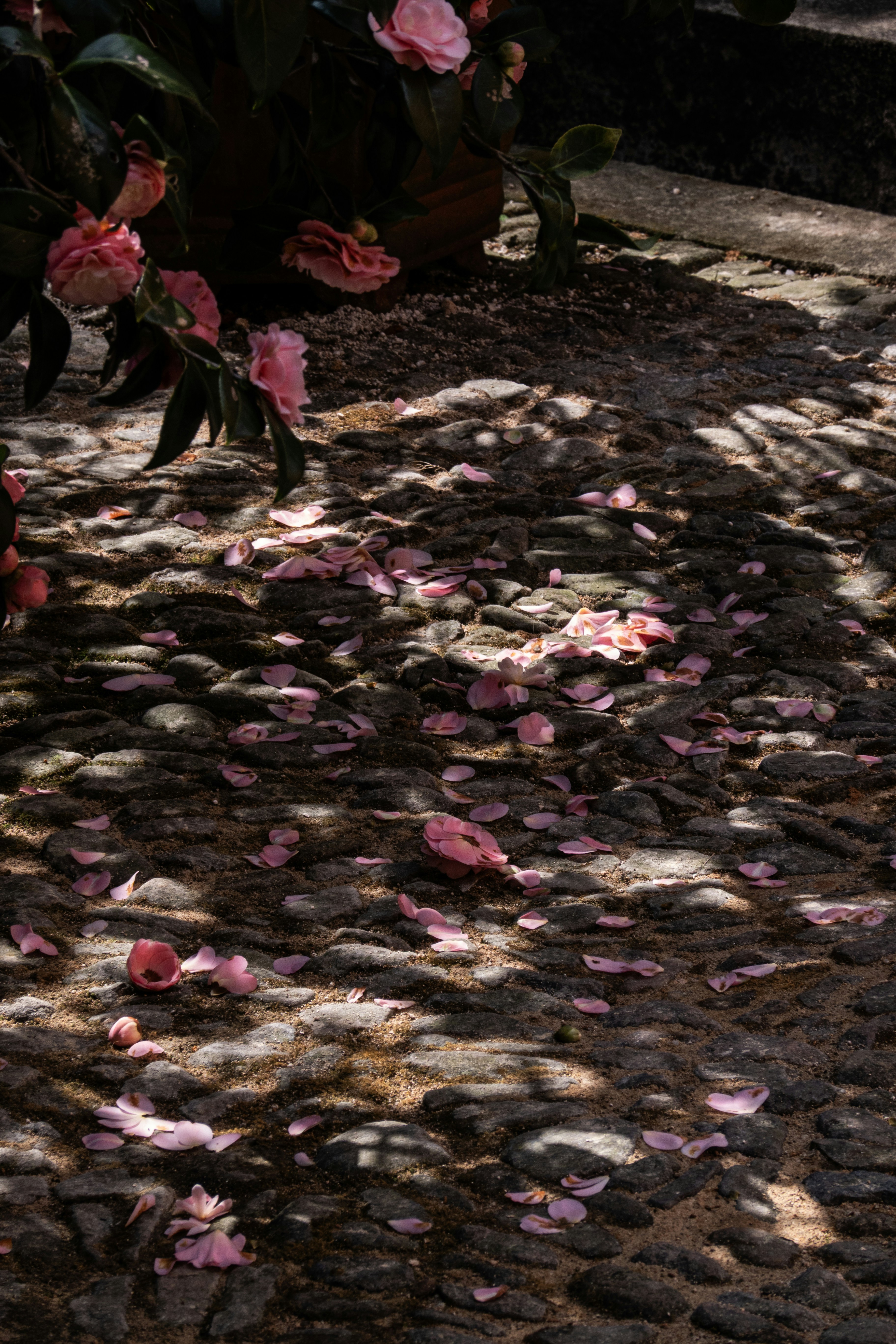 Pink Petal Scatter Under Dappled Shade
