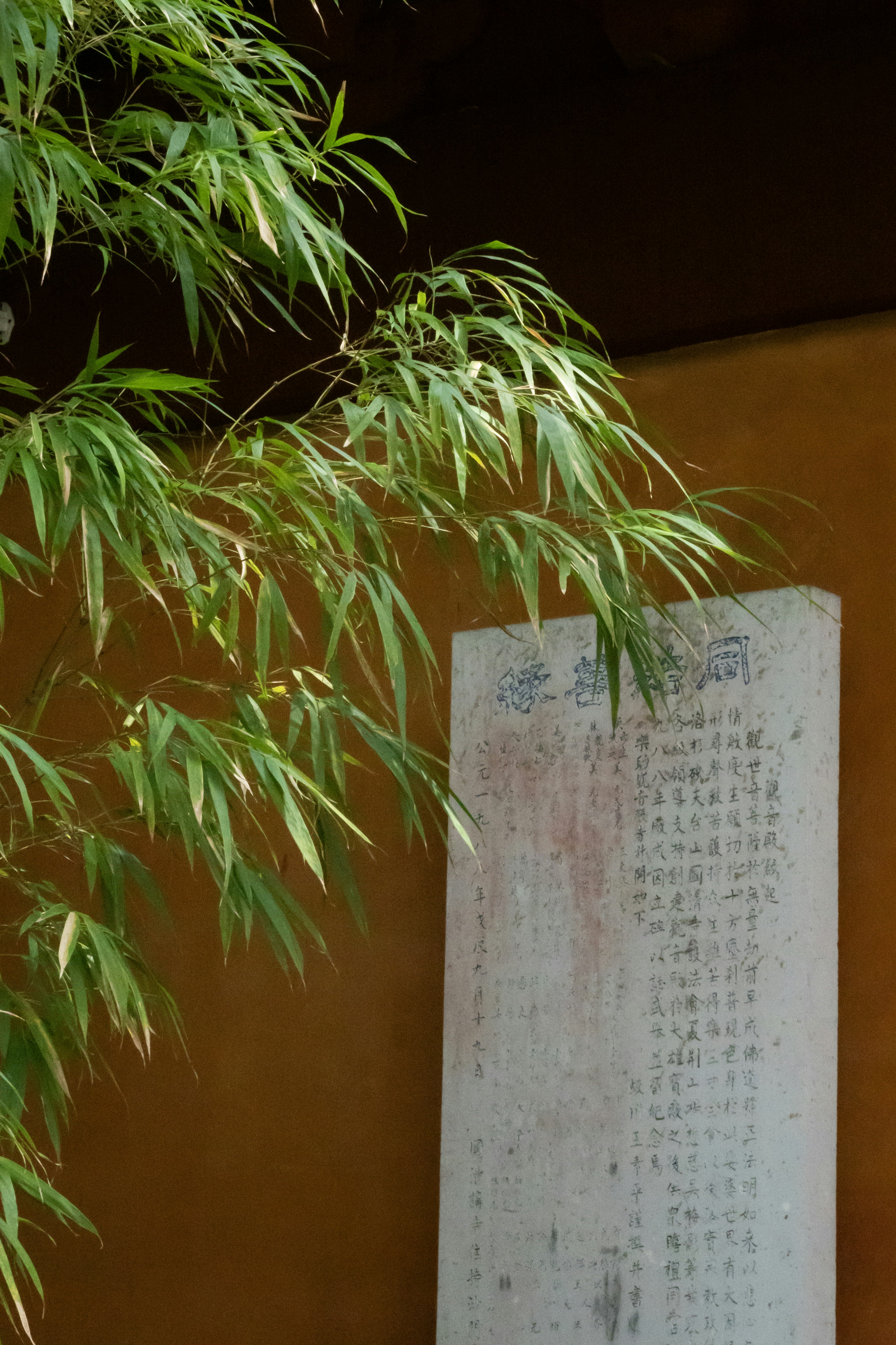 Sunlit Bamboo Overhang in an Amber Courtyard