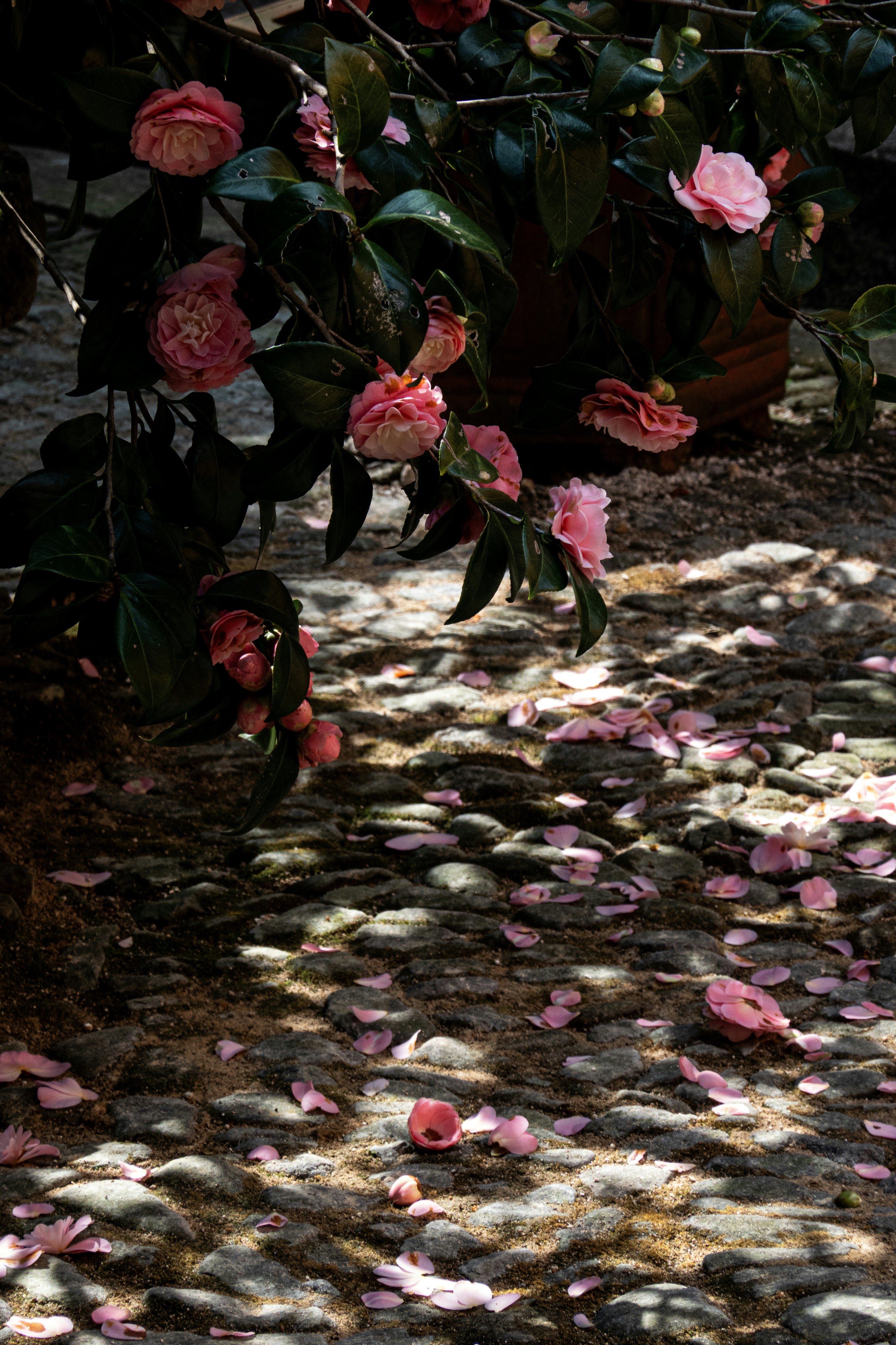 Pink Camellias in Dappled Shade on a Pebble Path