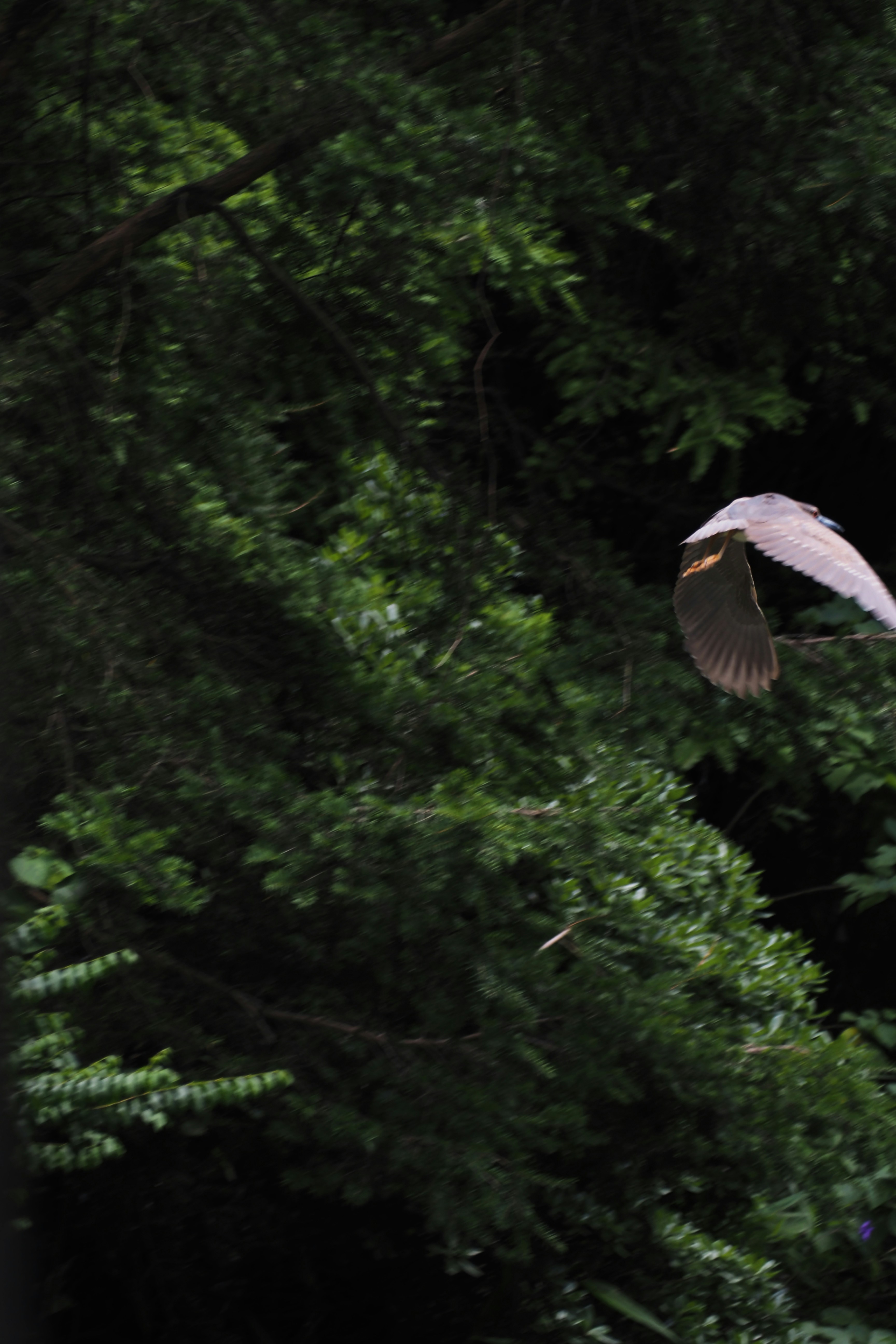 Winged Glimpse: A Heron glides past dense Green Canopy