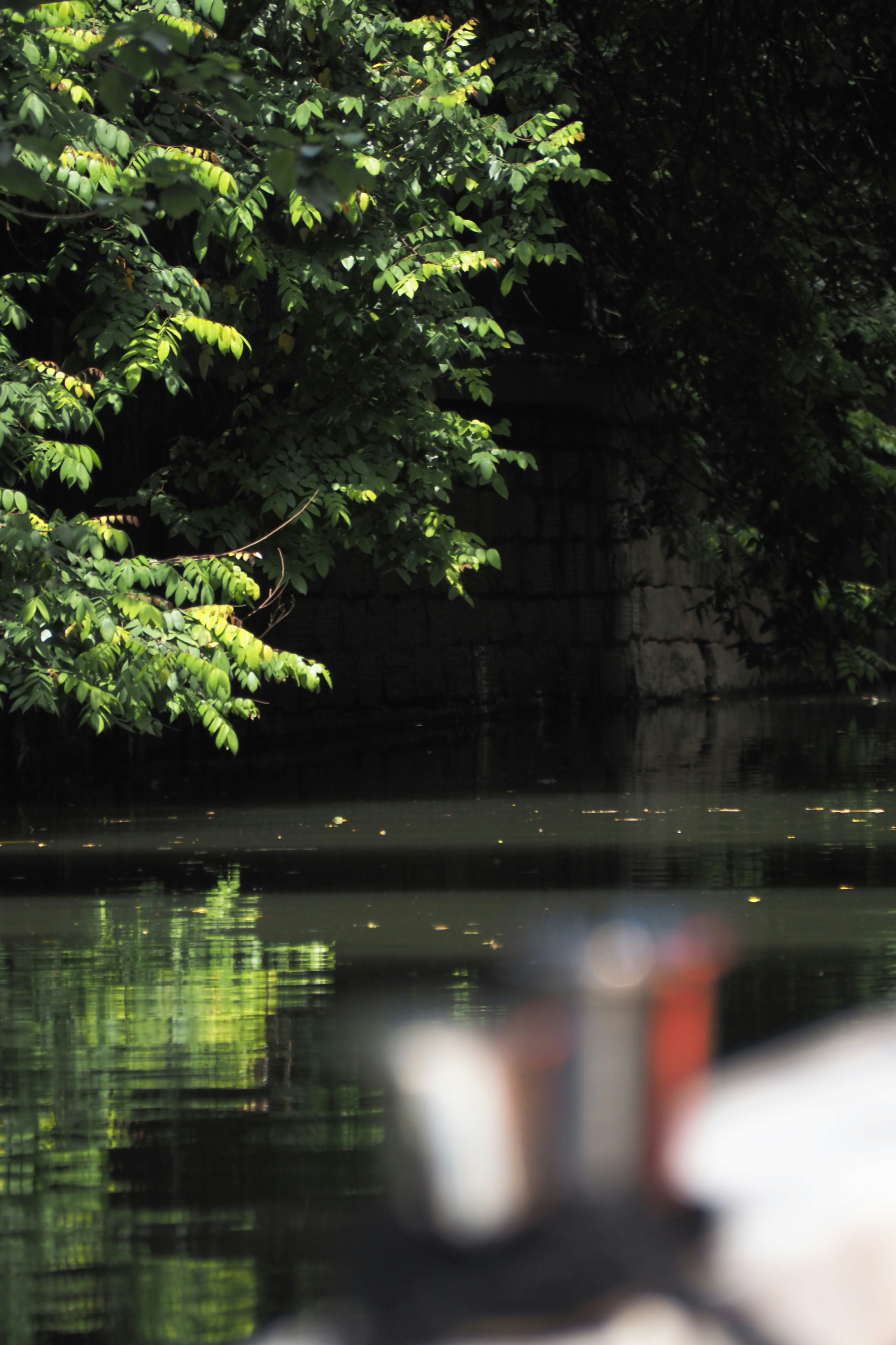 Branching Light Over Quiet Canal