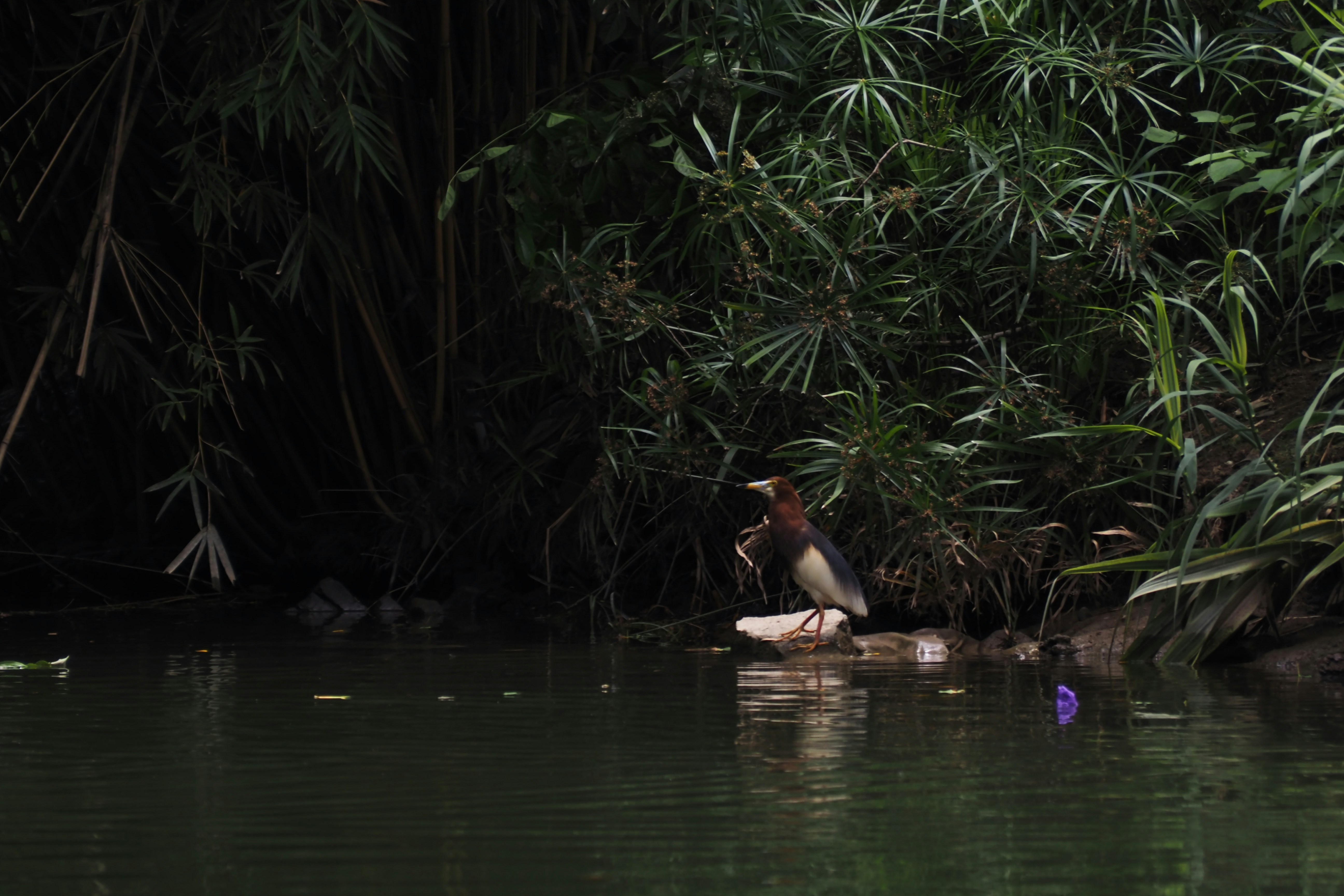 Heron on a Quiet Riverbank: A Moment of Dappled Stillness