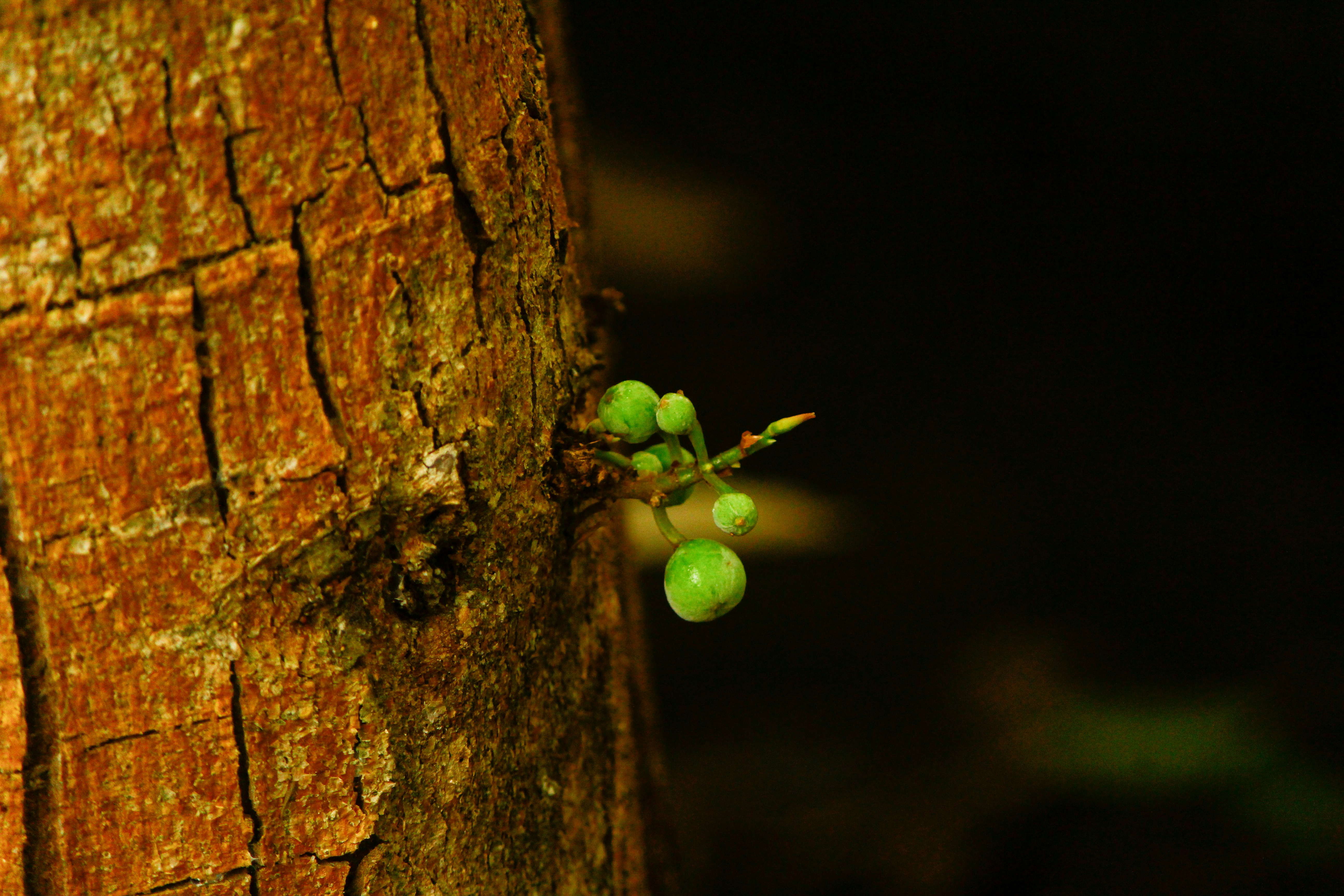 Emerald buds Emerge from Bark: A Tiny Green Arrival